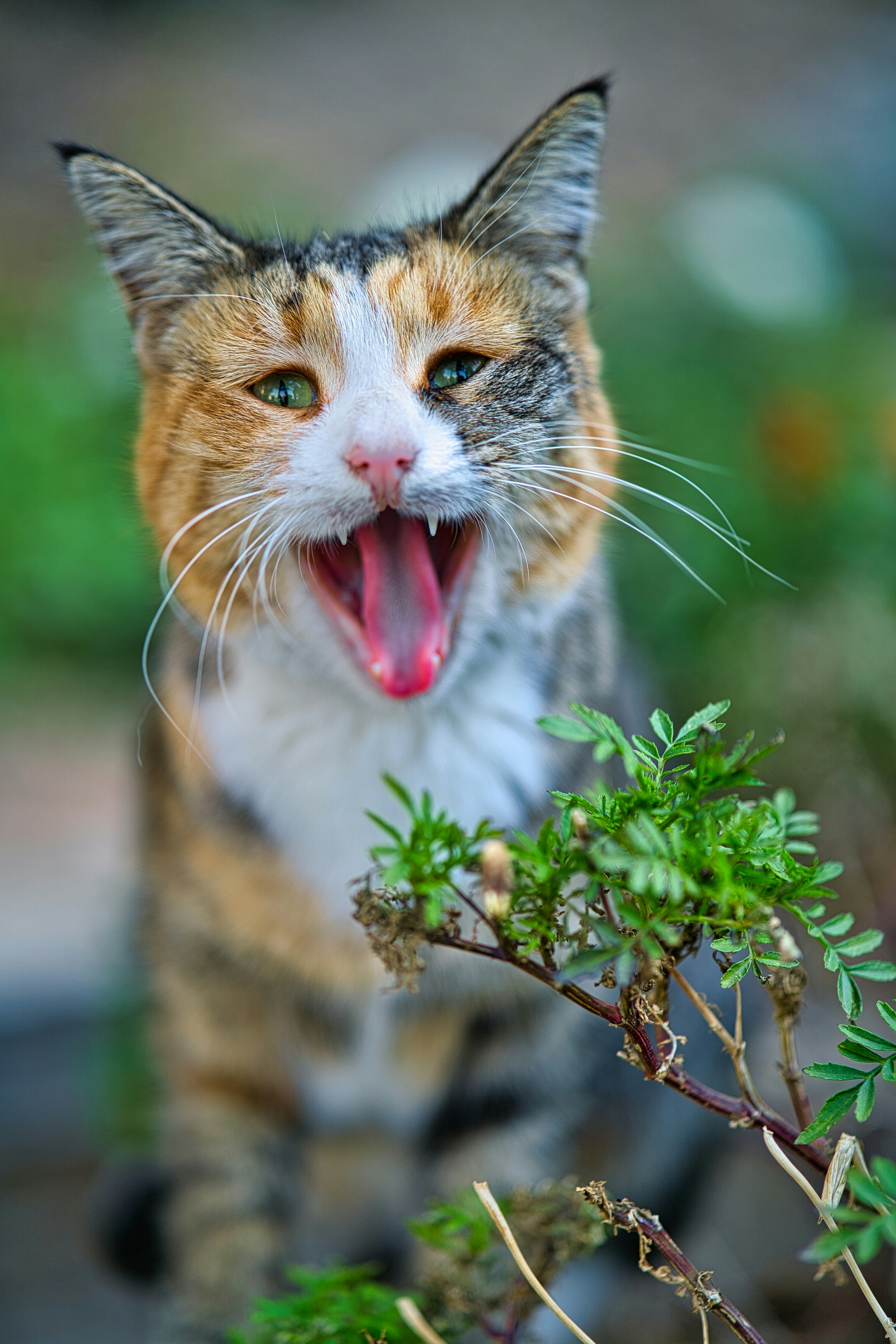 a cat with its mouth open standing next to a plant