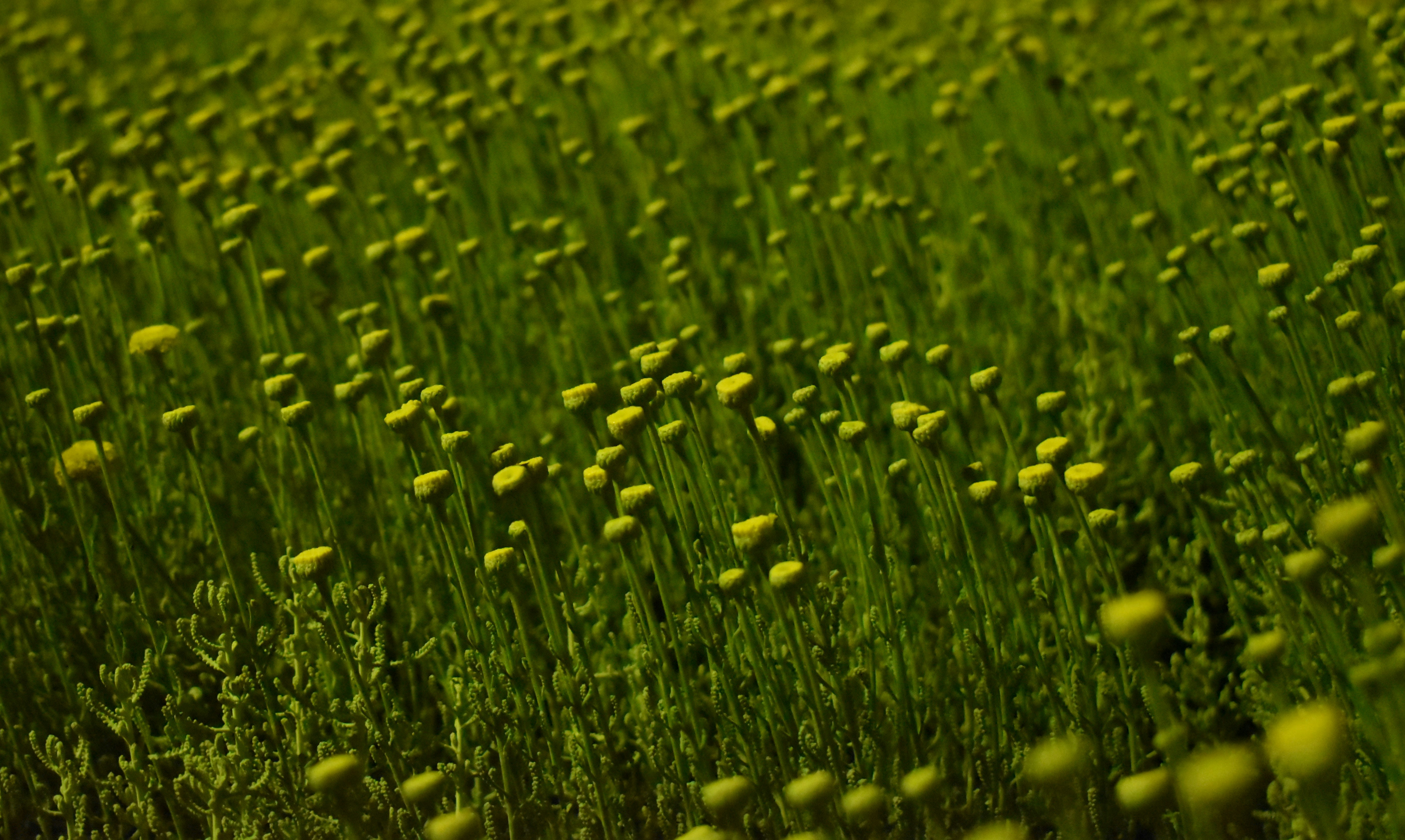 Whispering Dandelions: A Sunlit Field in Soft Focus