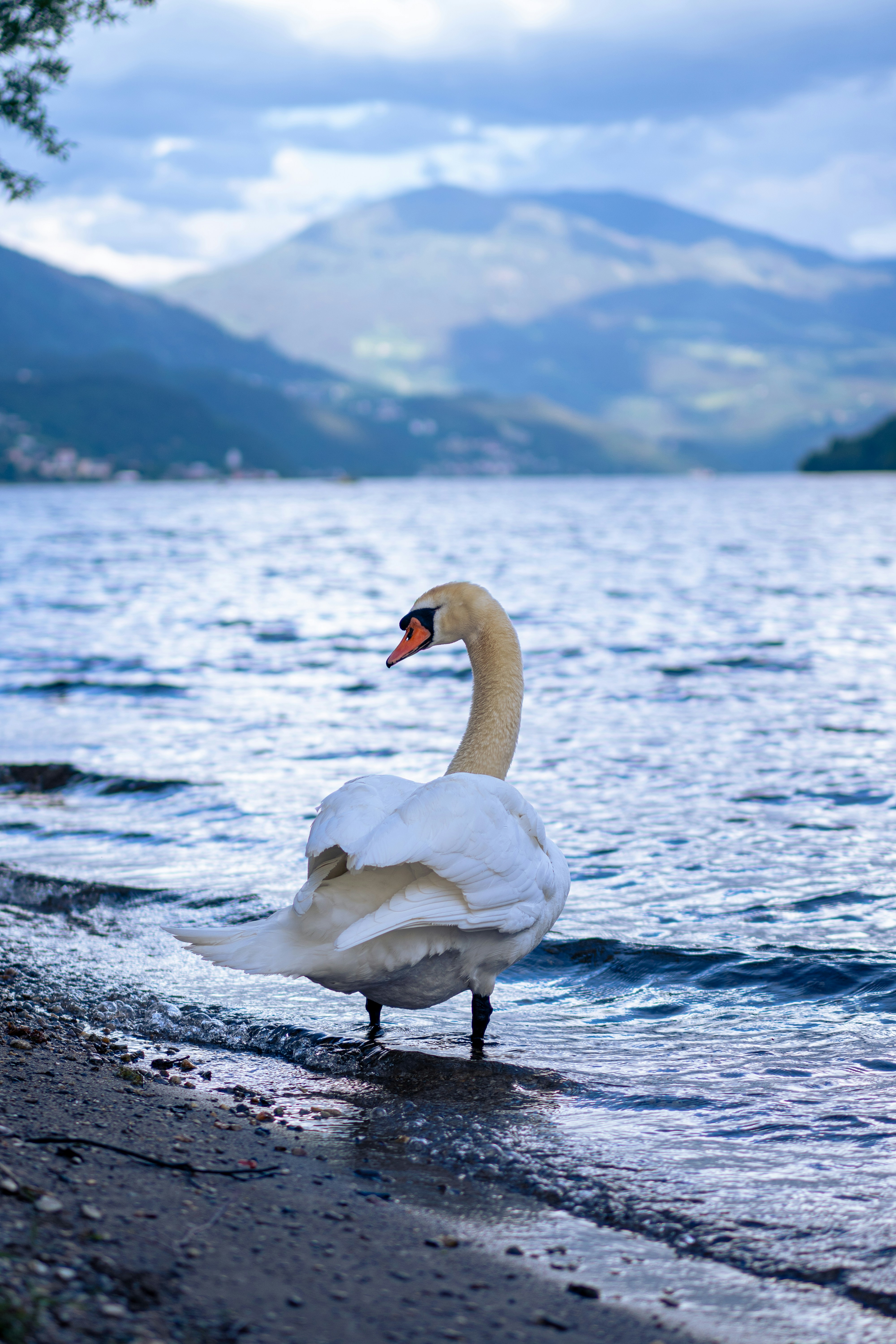 a white swan standing on the shore of a lake