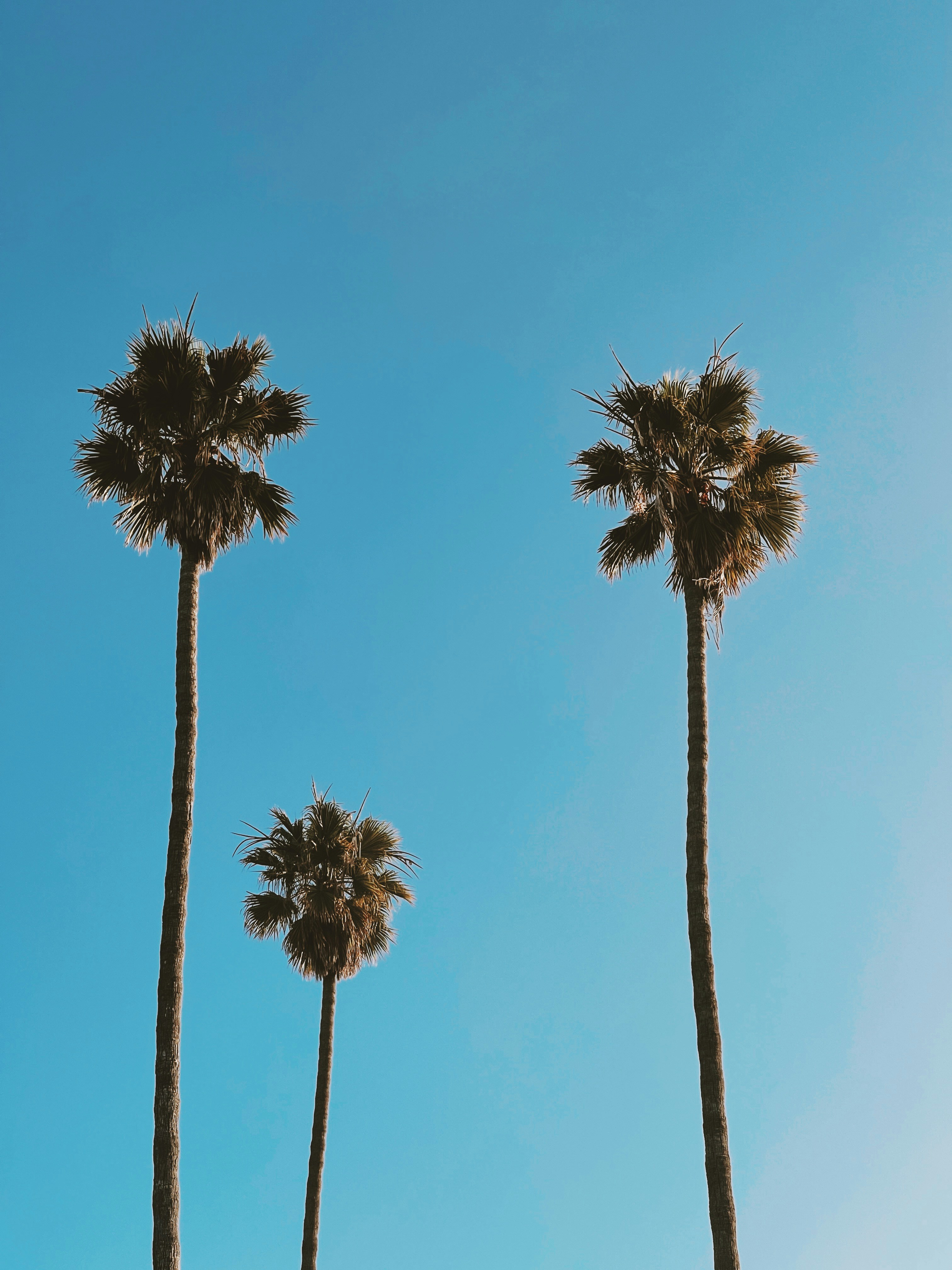Three tall palm trees against a blue sky photo – Free Wallpapers Image ...