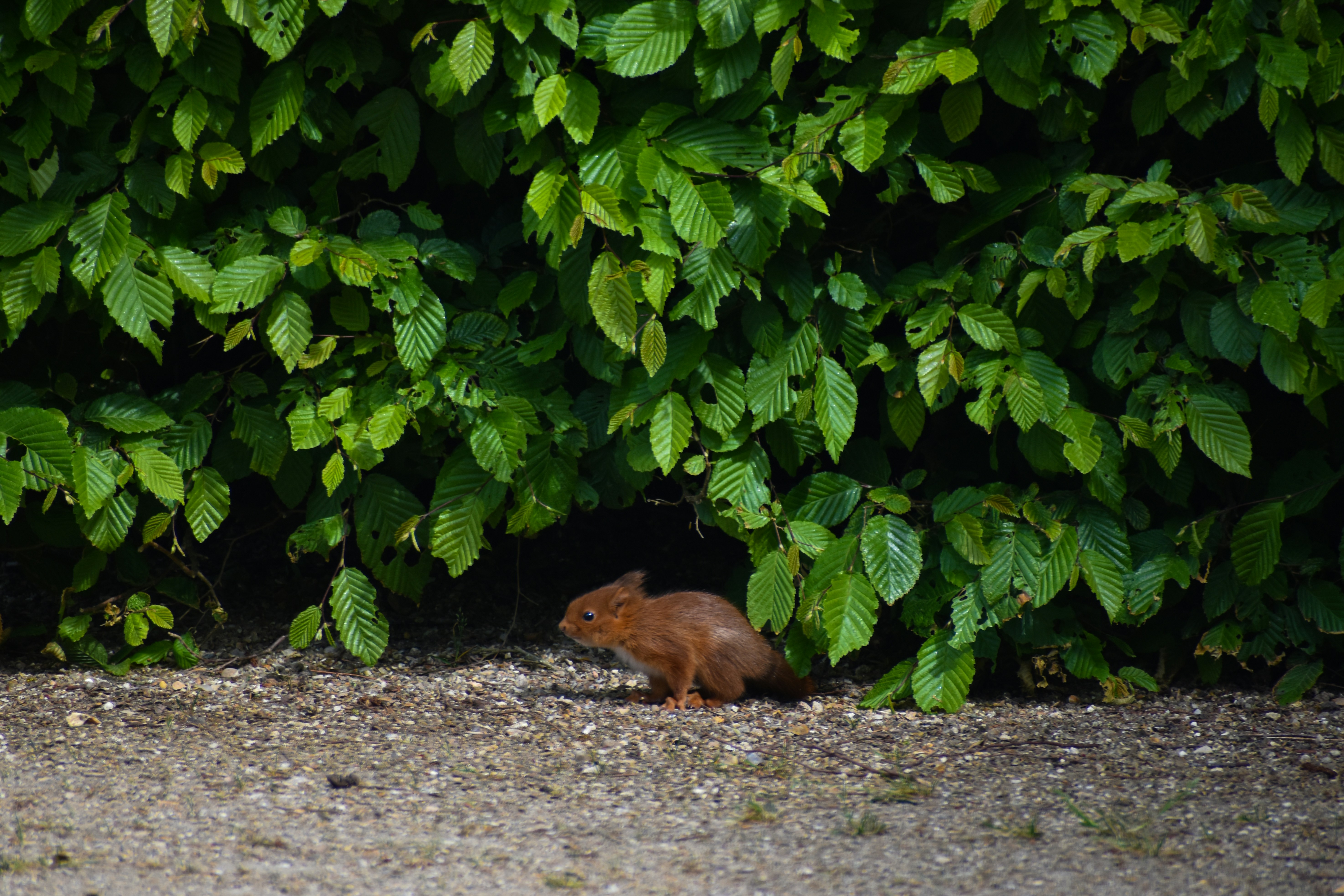 A small brown squirrel scurries along a gravel path, partially concealed by lush green foliage. Its curious posture suggests a moment of exploration.