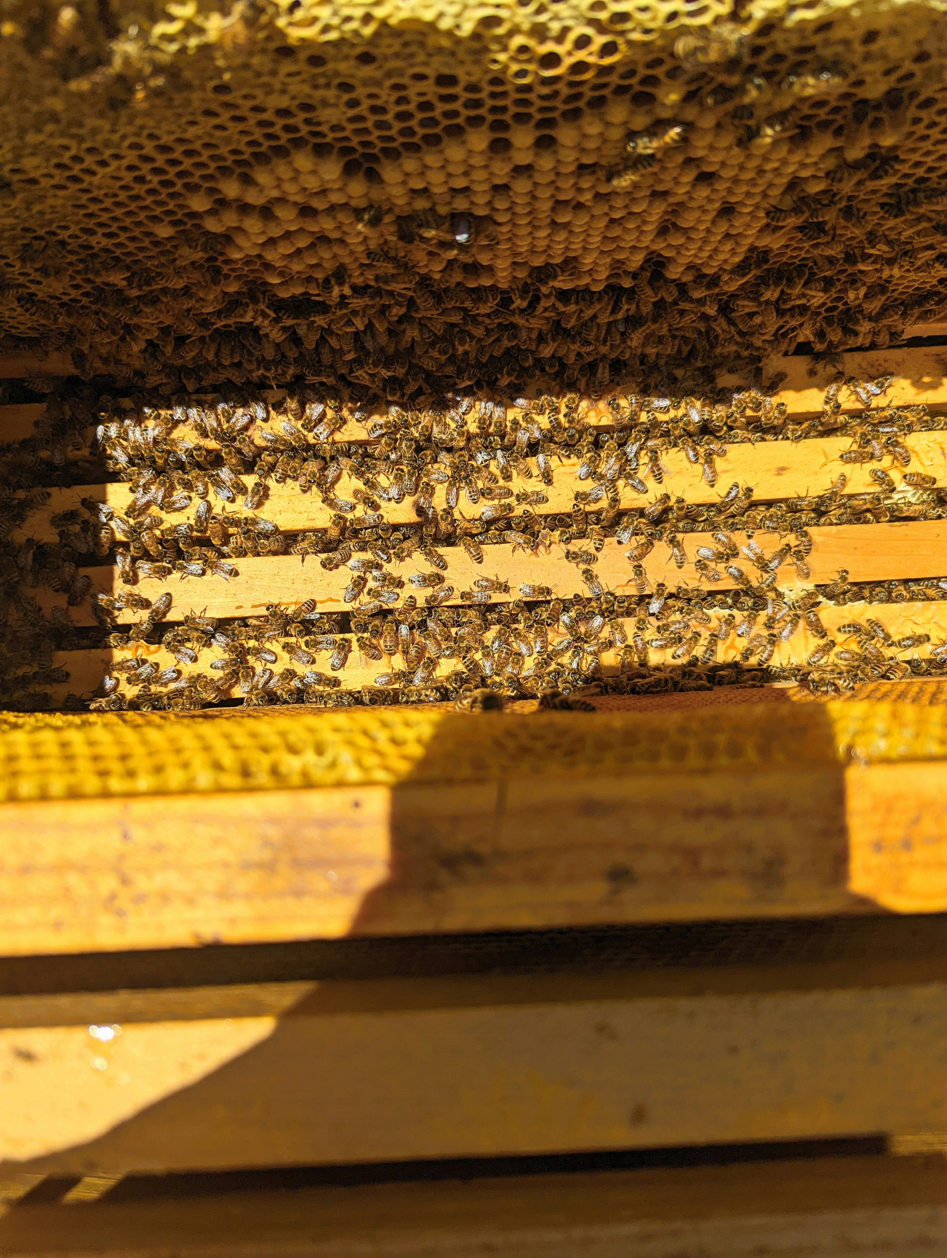 A close up of a beehive with honeycombs photo – Free Bee Image on Unsplash