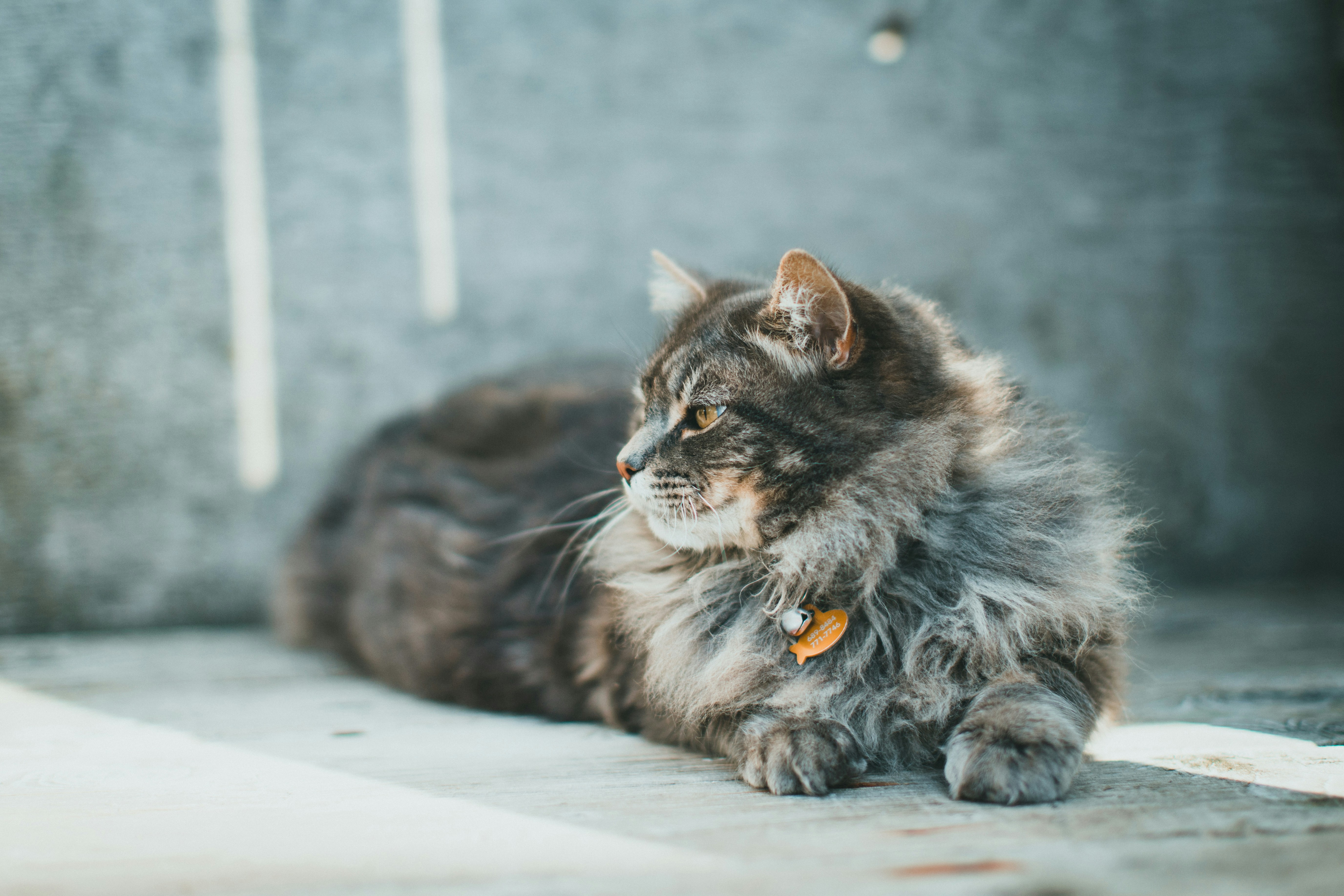 A long haired cat sitting on the ground photo – Free Grey Image on Unsplash