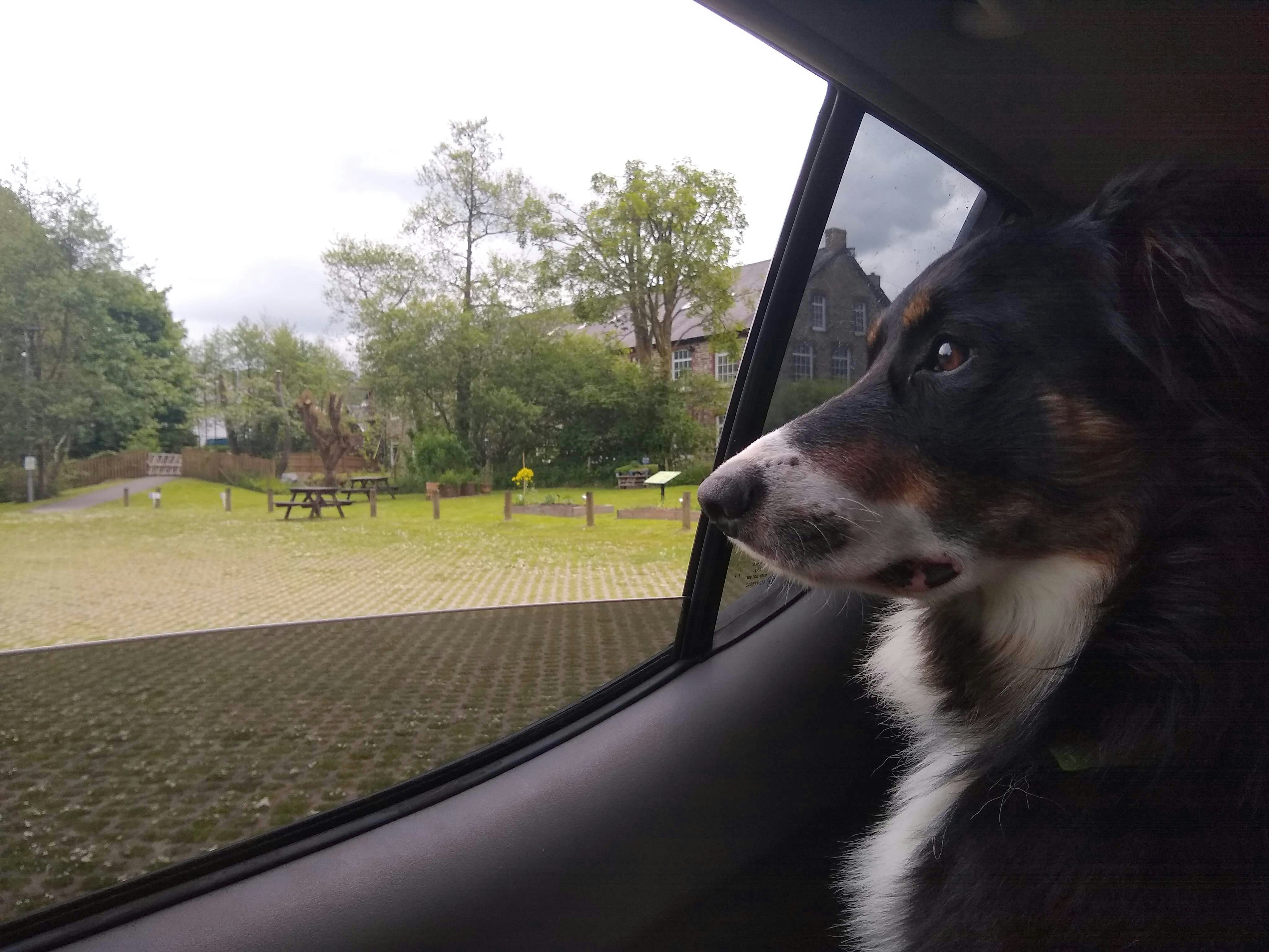 Side-profile of a tri-colored herding dog gazing out a car window toward a park with trees and benches.