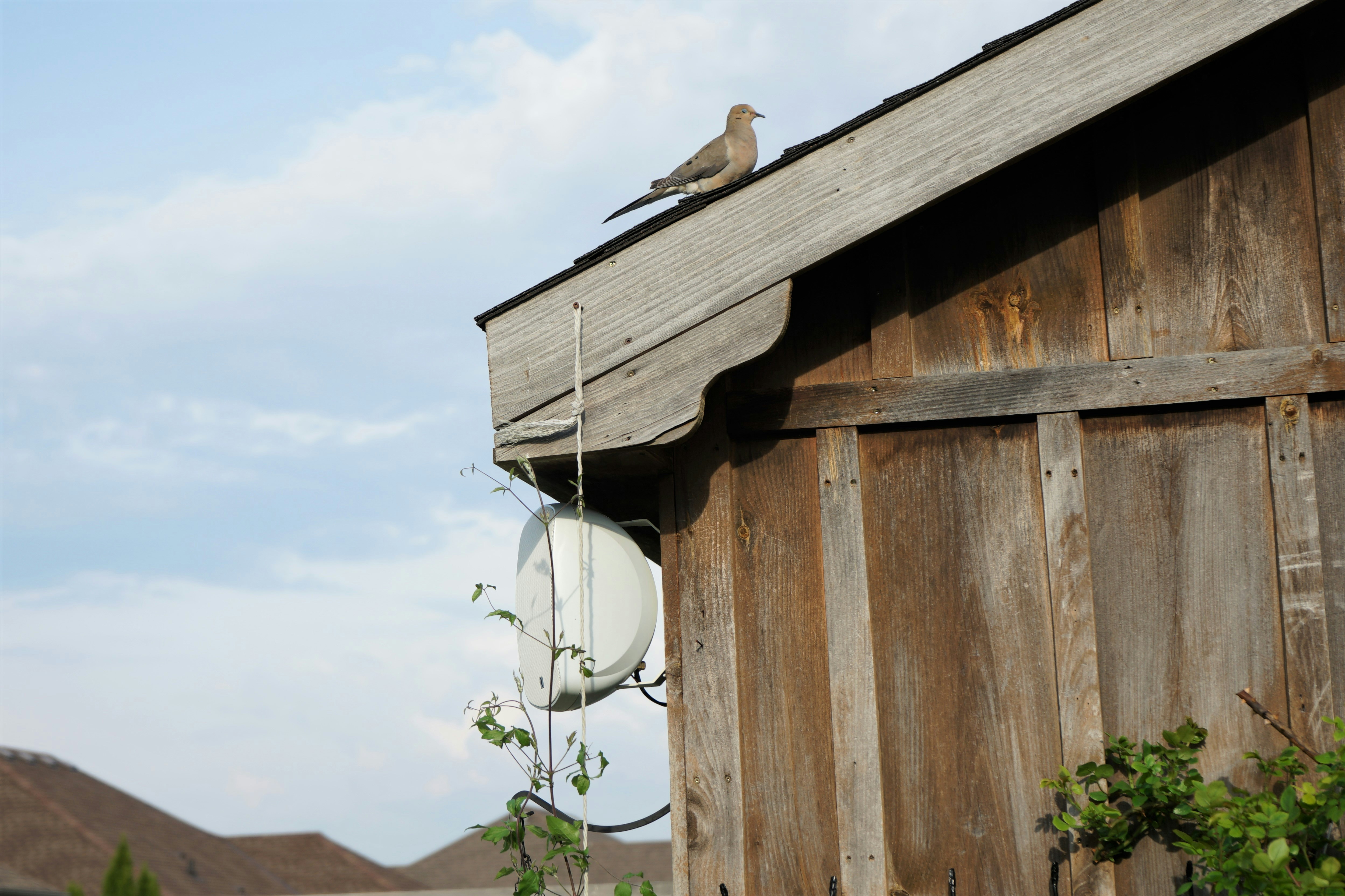 a bird sitting on top of a wooden building