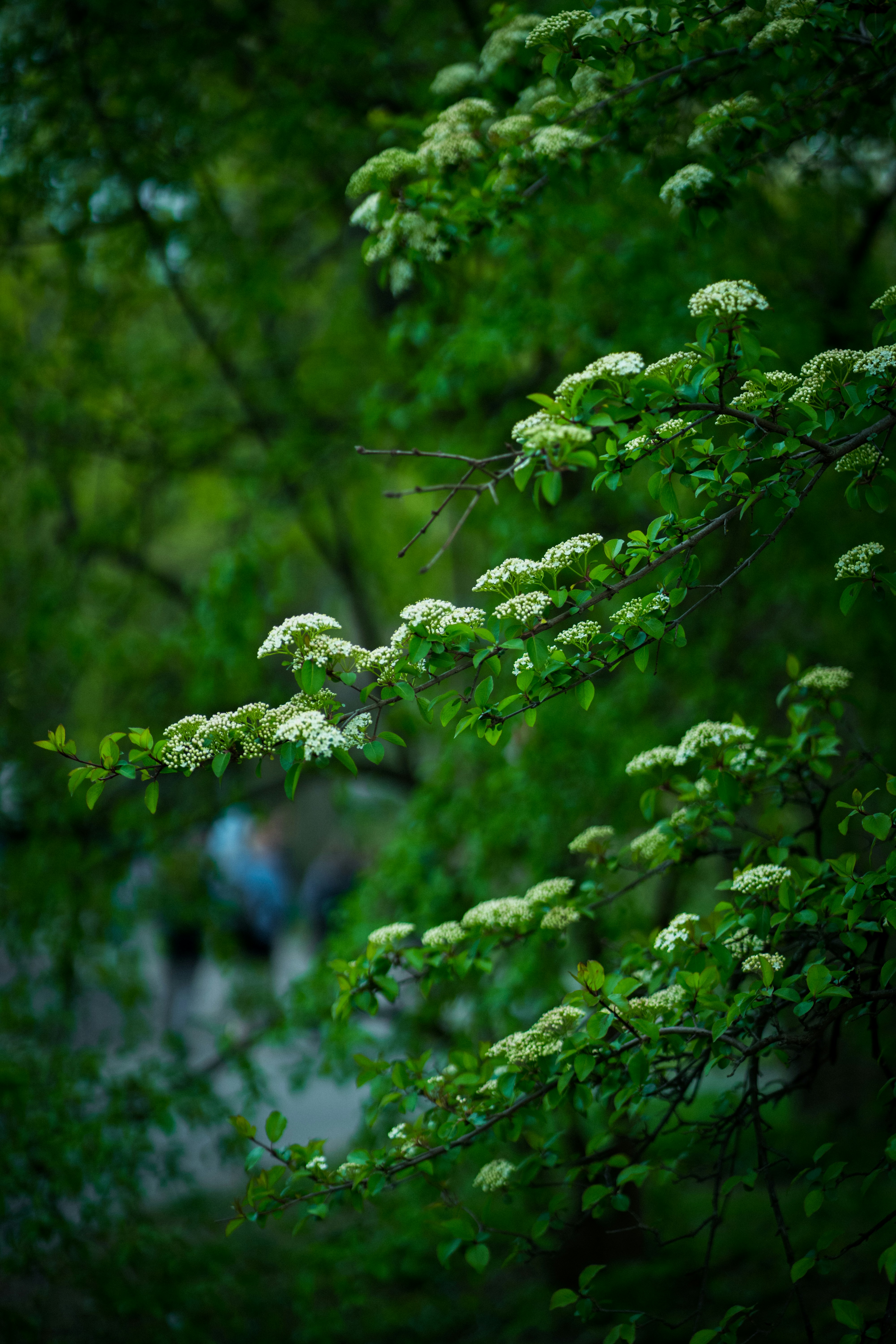 a close up of a tree with lots of green leaves
