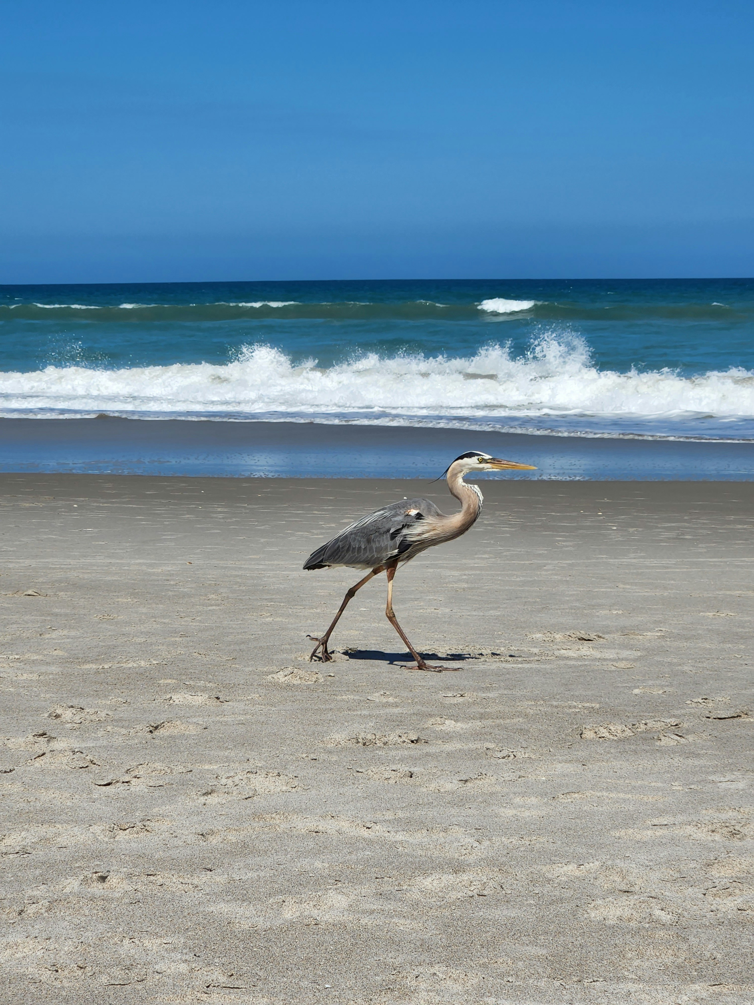 Grey heron strides along a sunlit beach with rolling waves behind, captured in crisp daylight.