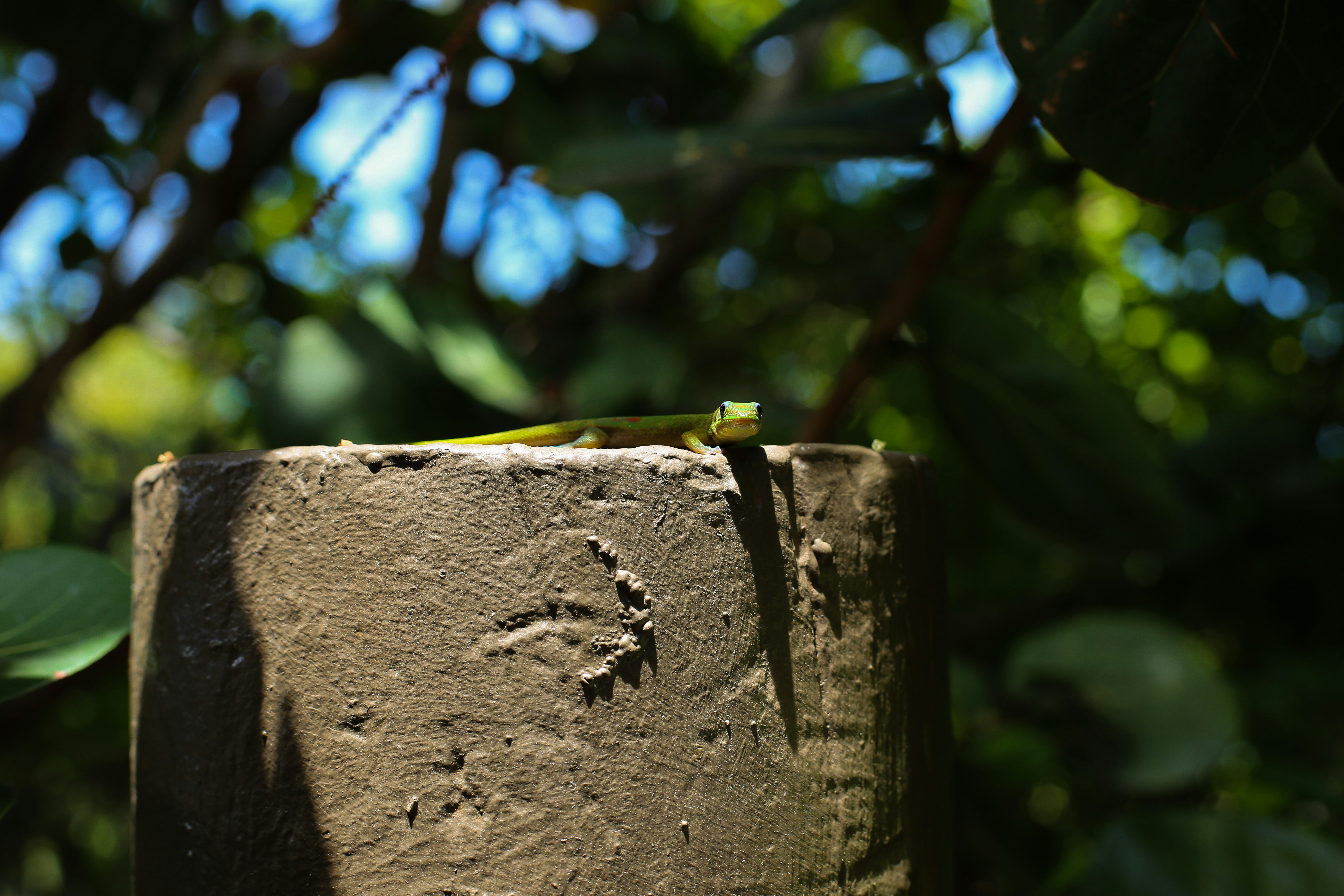 Verdant Crown on a Weathered Post