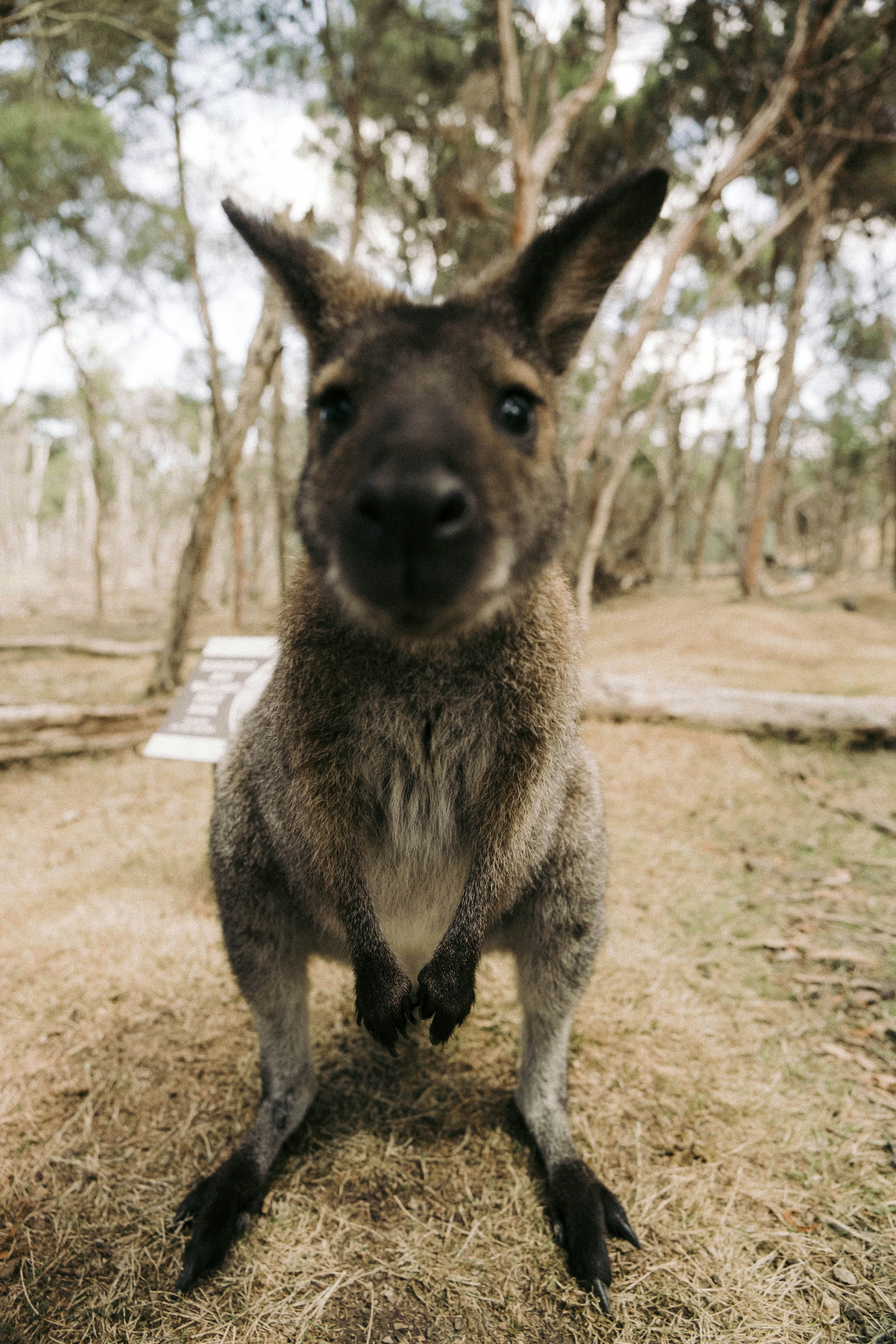 Kangaroo Smile