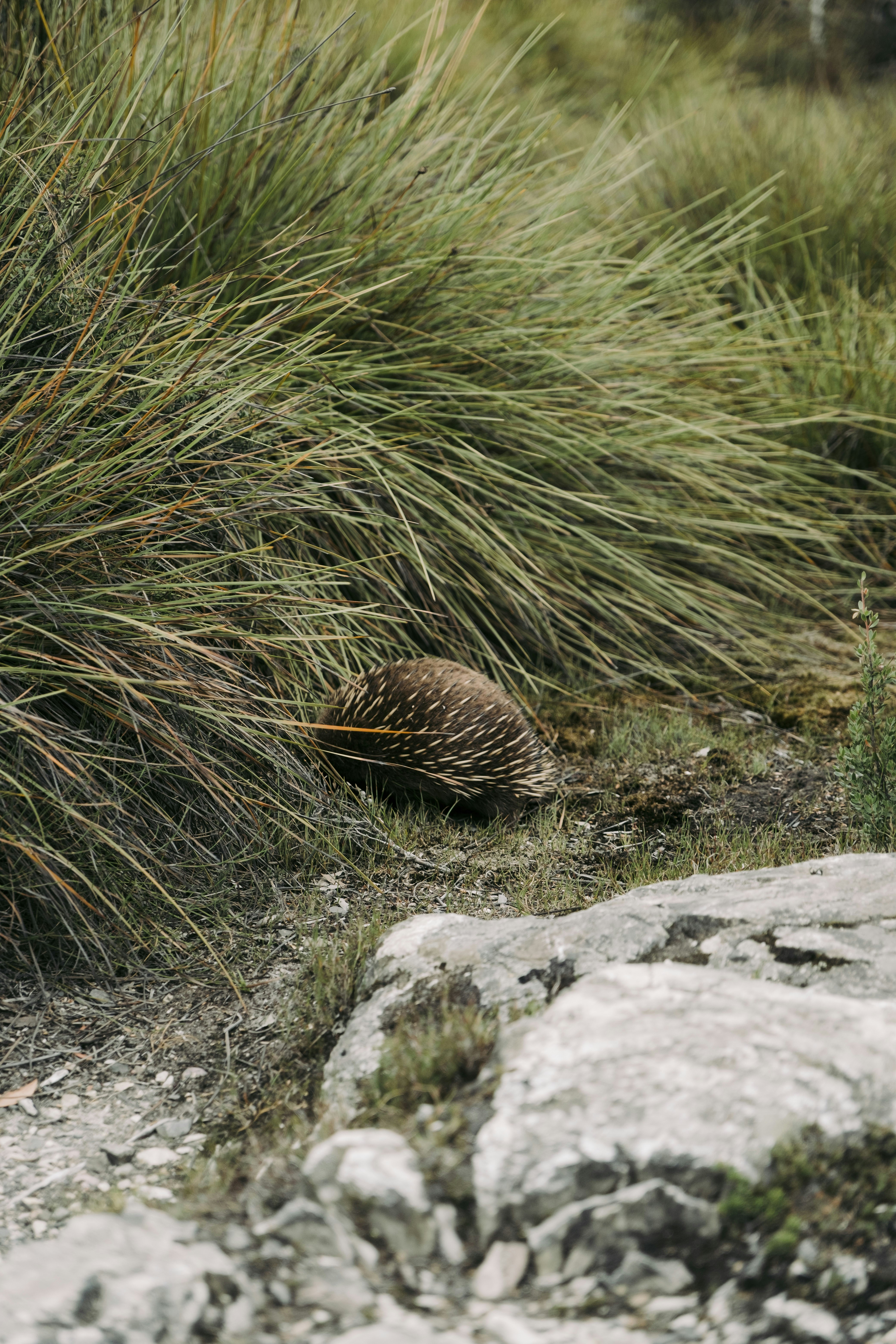 Pine Cone Nestled in Coastal Grasses Between Rocks