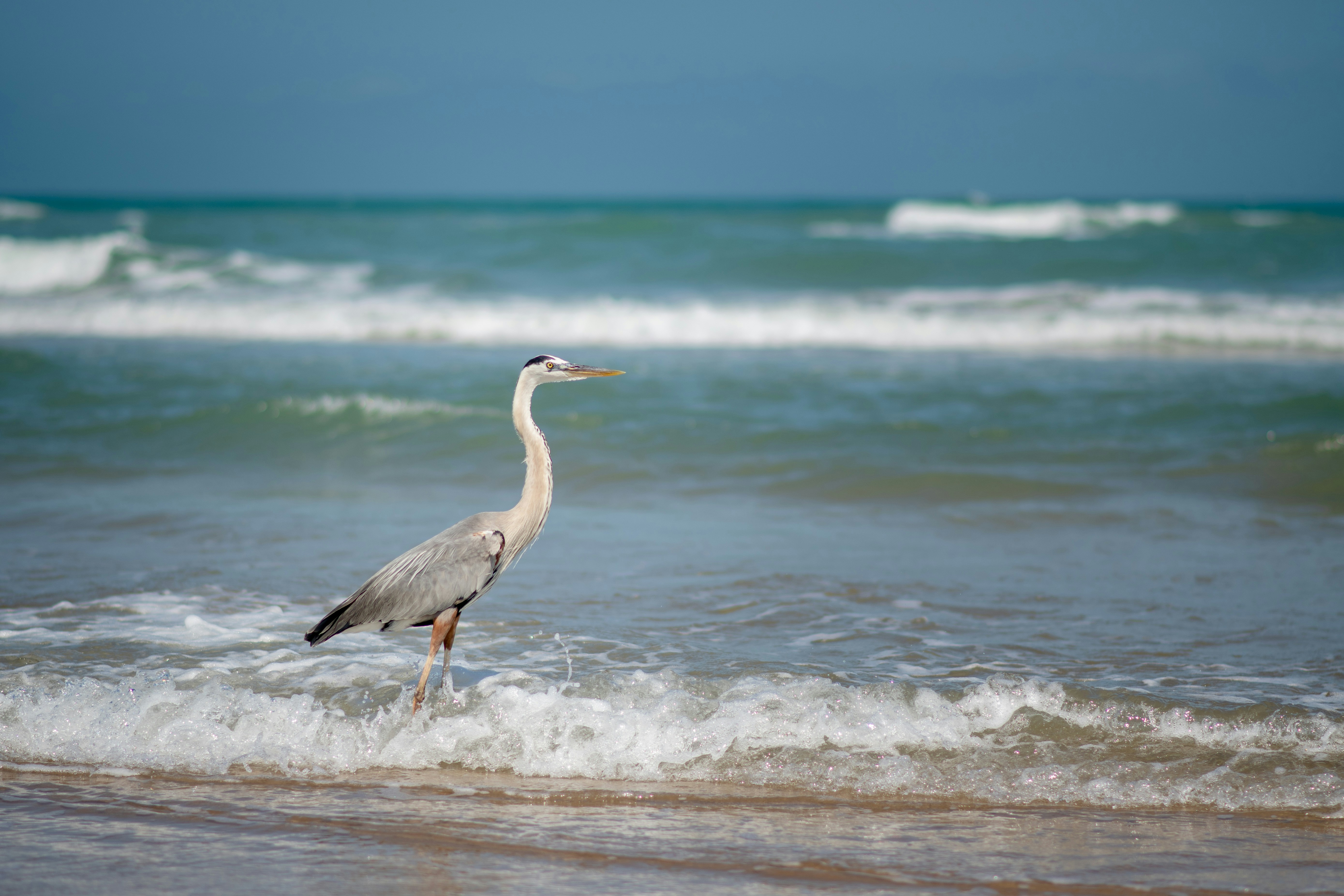 Edge-Washed Vigil: A Lone Egret Bracing the Lapping Shore