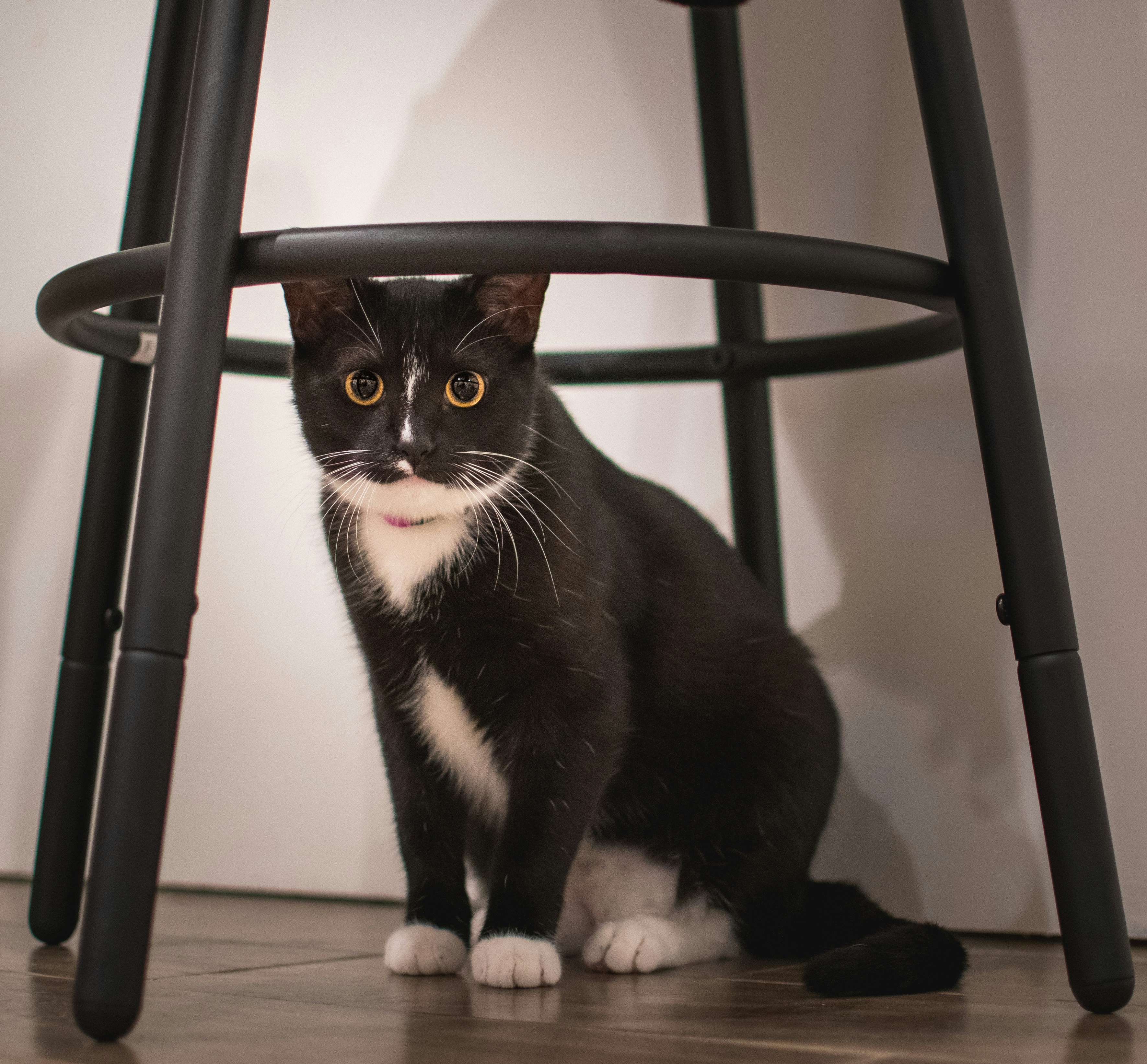 Under the Stool, a Curious Kitten Locks Eyes