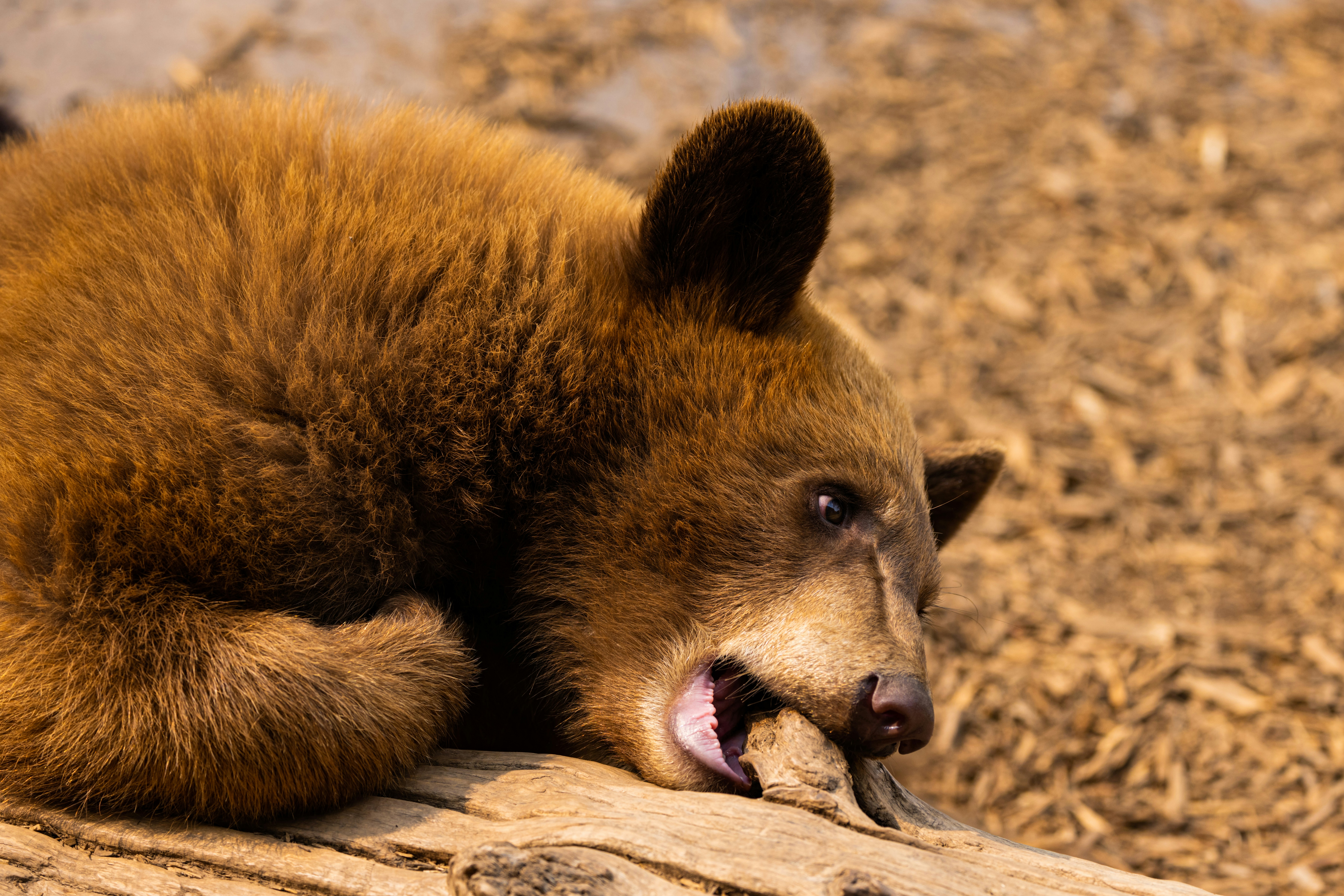 A brown bear laying on top of a wooden log photo – Free Animal Image on ...