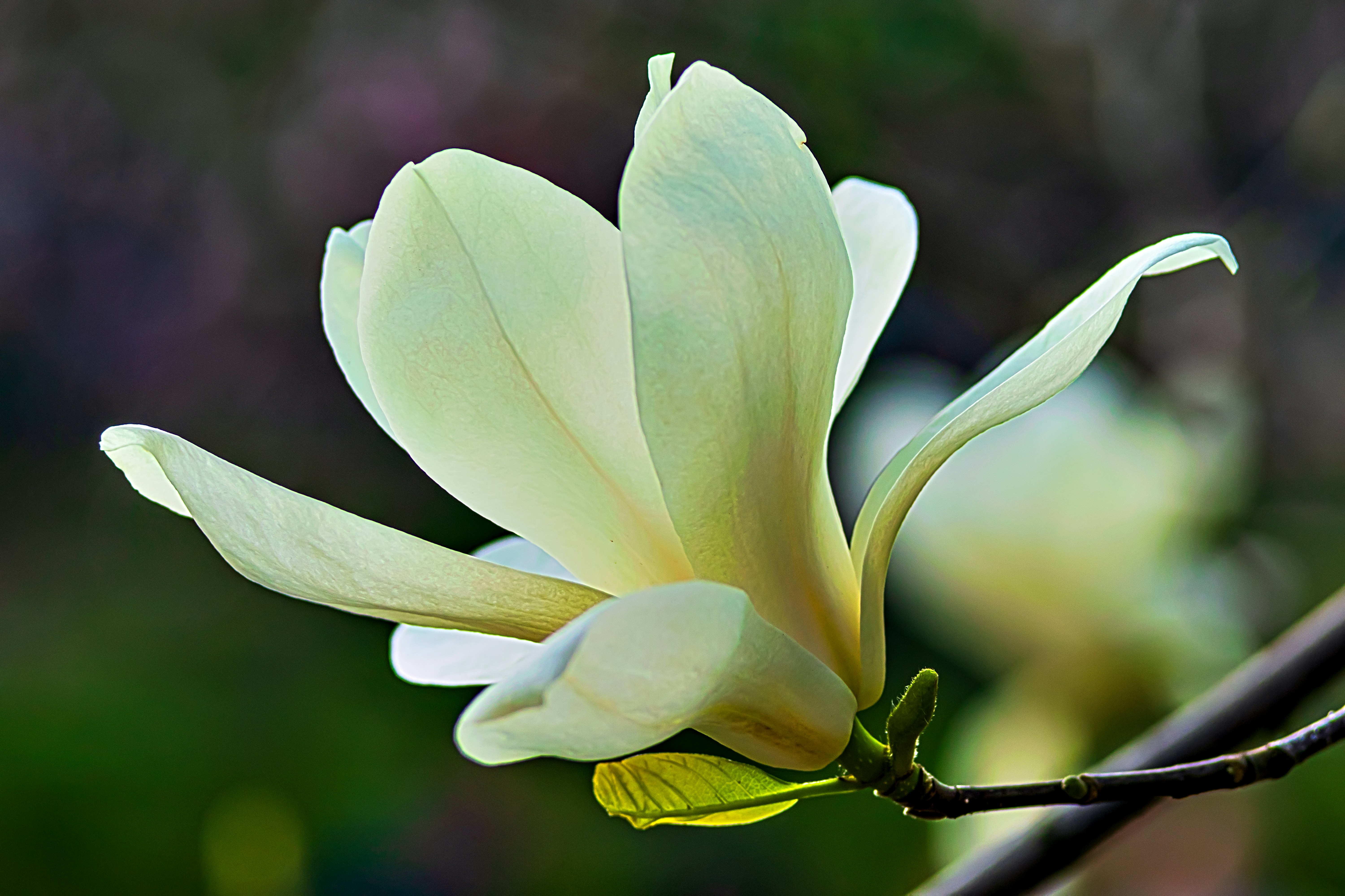Every spring, thousands of people come to the city garden to admire the natural beauty of flowering magnolia. Near the trees, there is an incredible aroma of this spring.