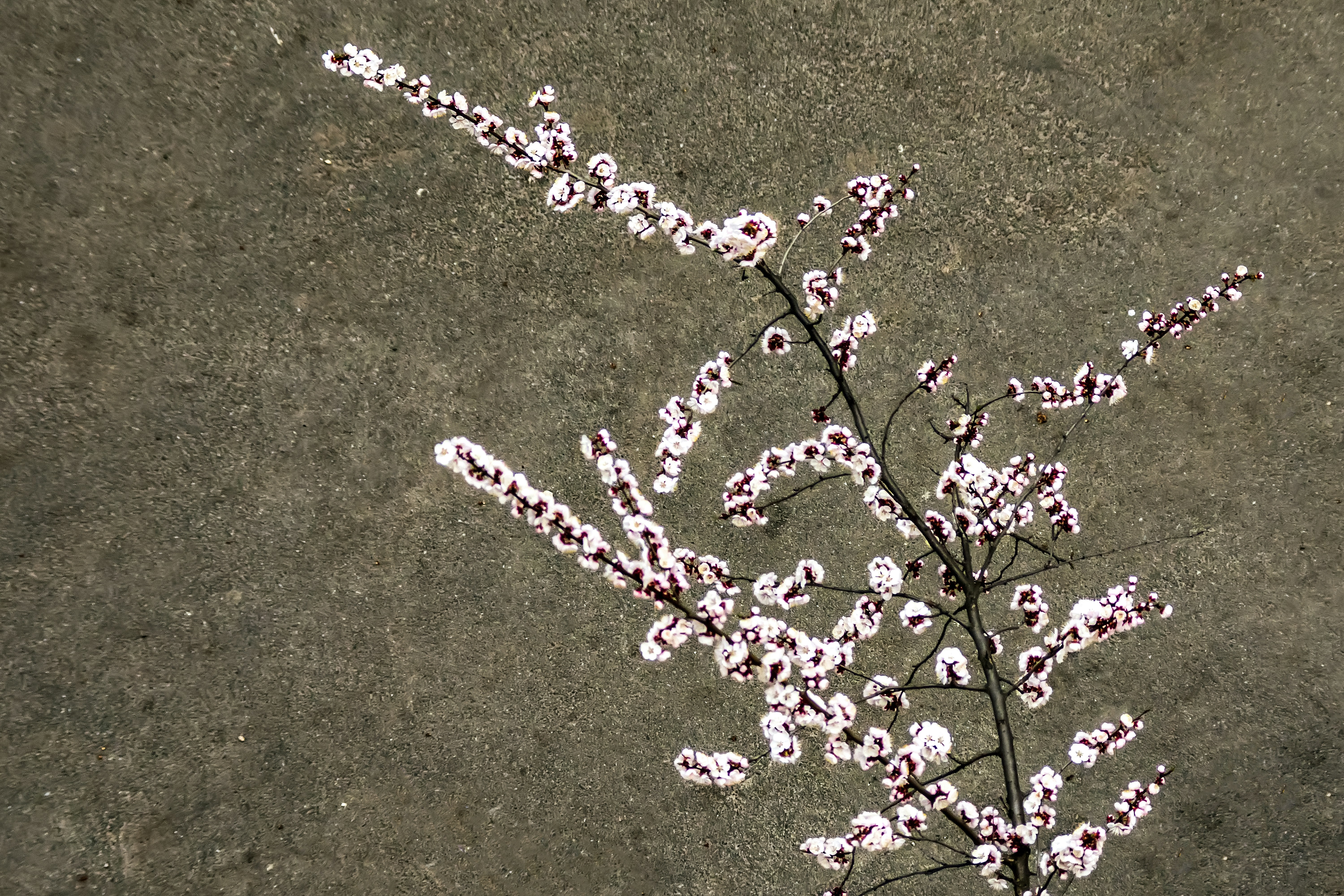 It is spring. Blossom apricot. It`s amazing to look from above.