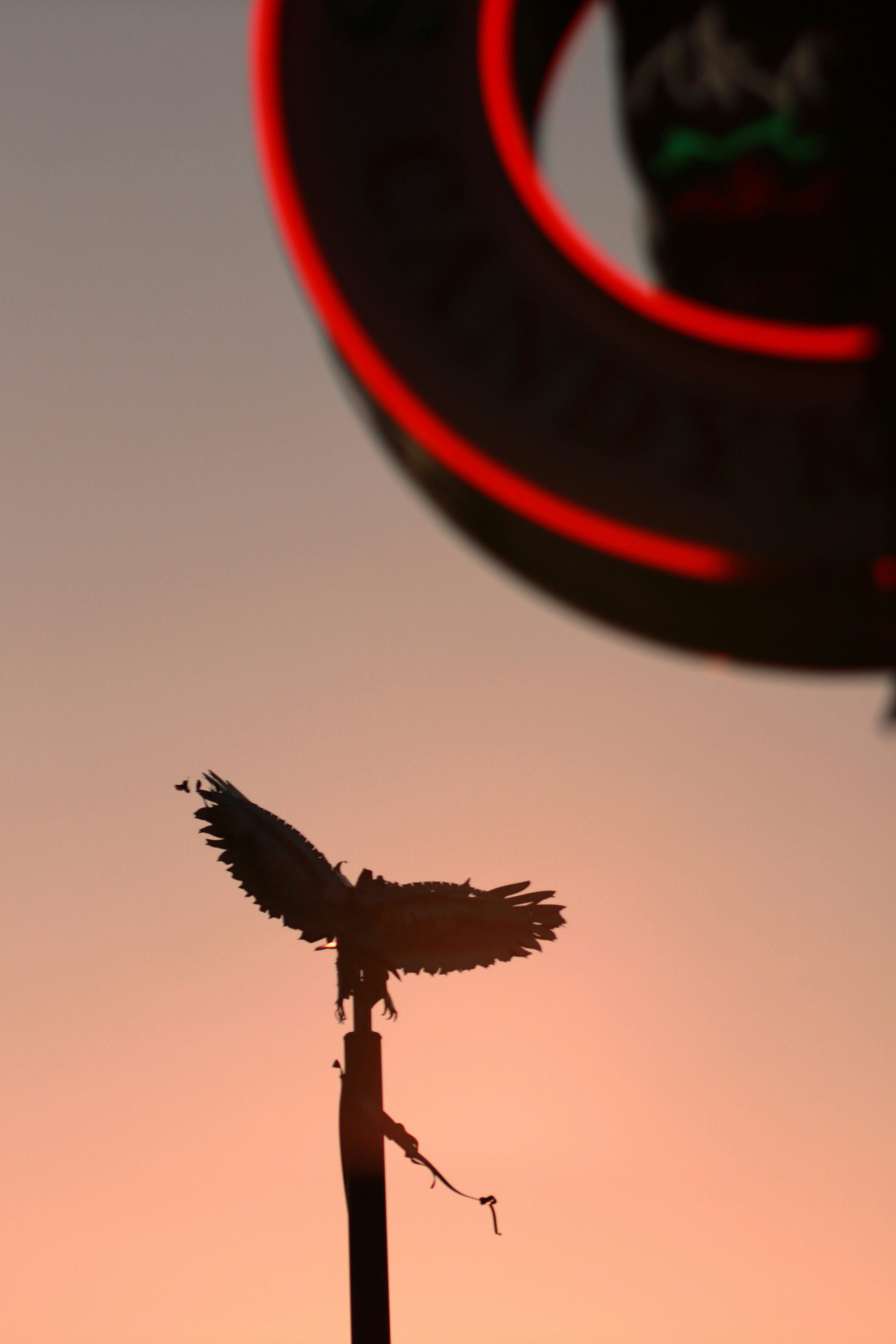 Dusk Sentinel: Bird Silhouette Beneath a Neon Ring