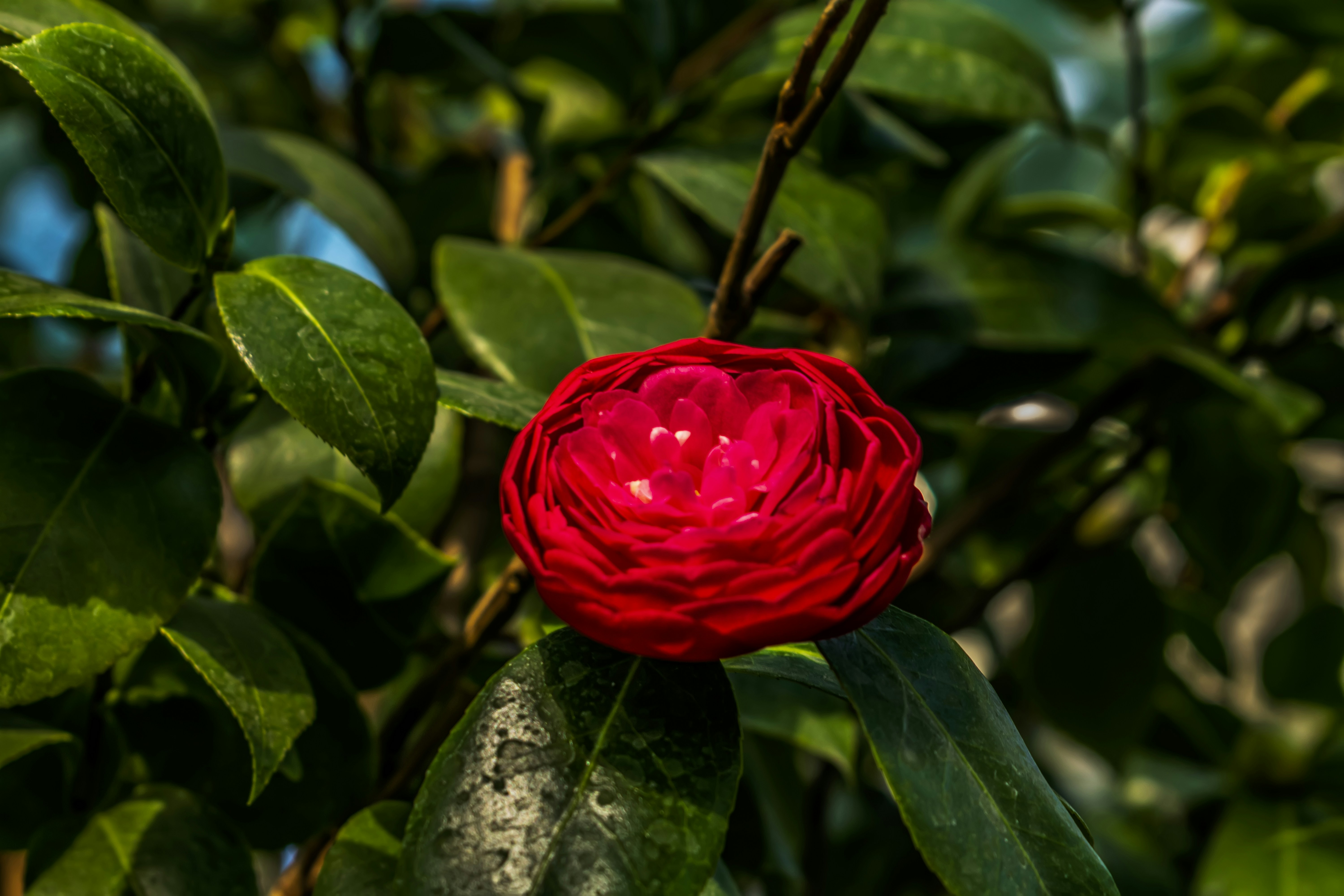 Une fleur rouge pousse sur un arbre photo – Photo Rouge Gratuite sur ...