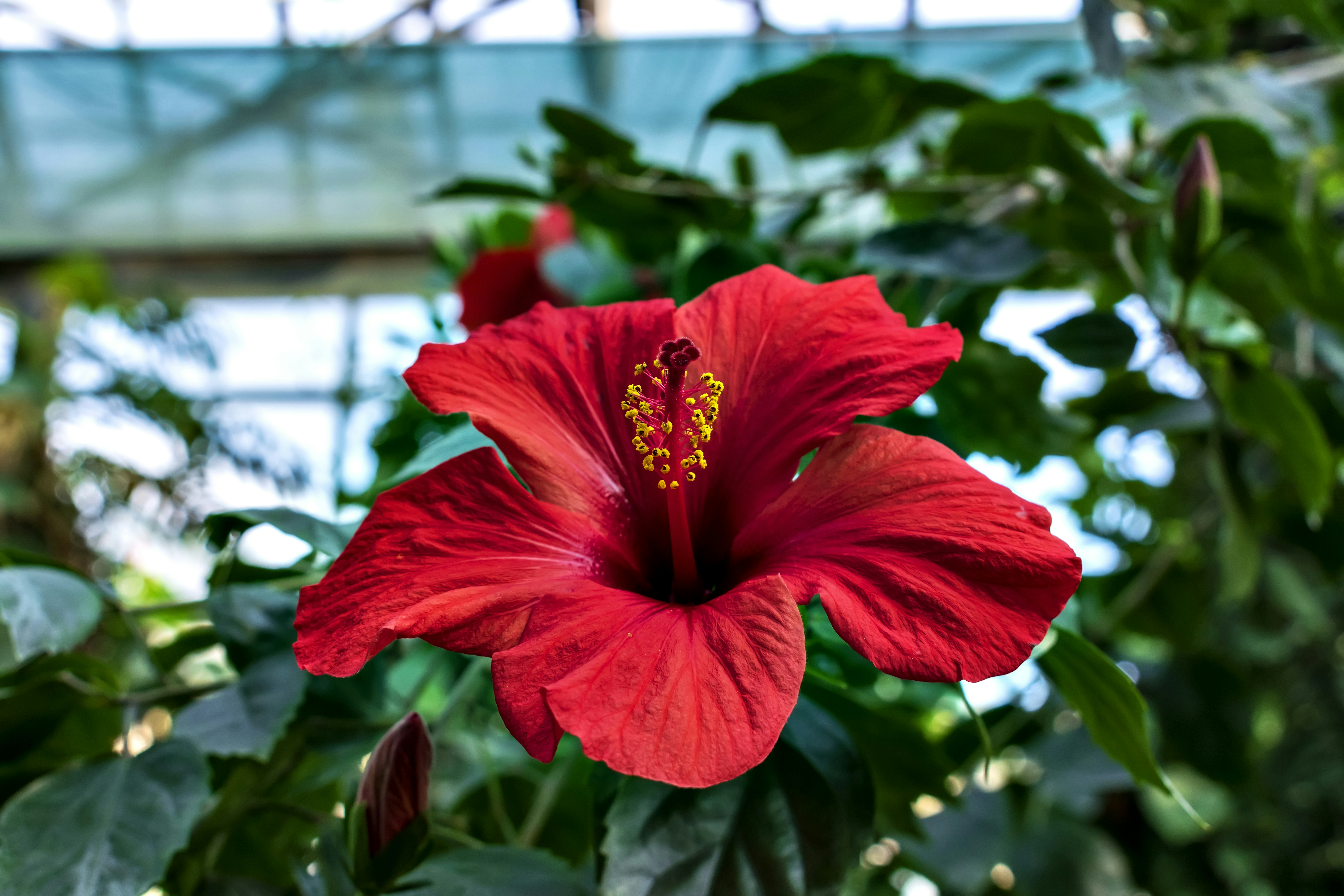 A large red flower in a green house photo – Free Ukraine Image on Unsplash