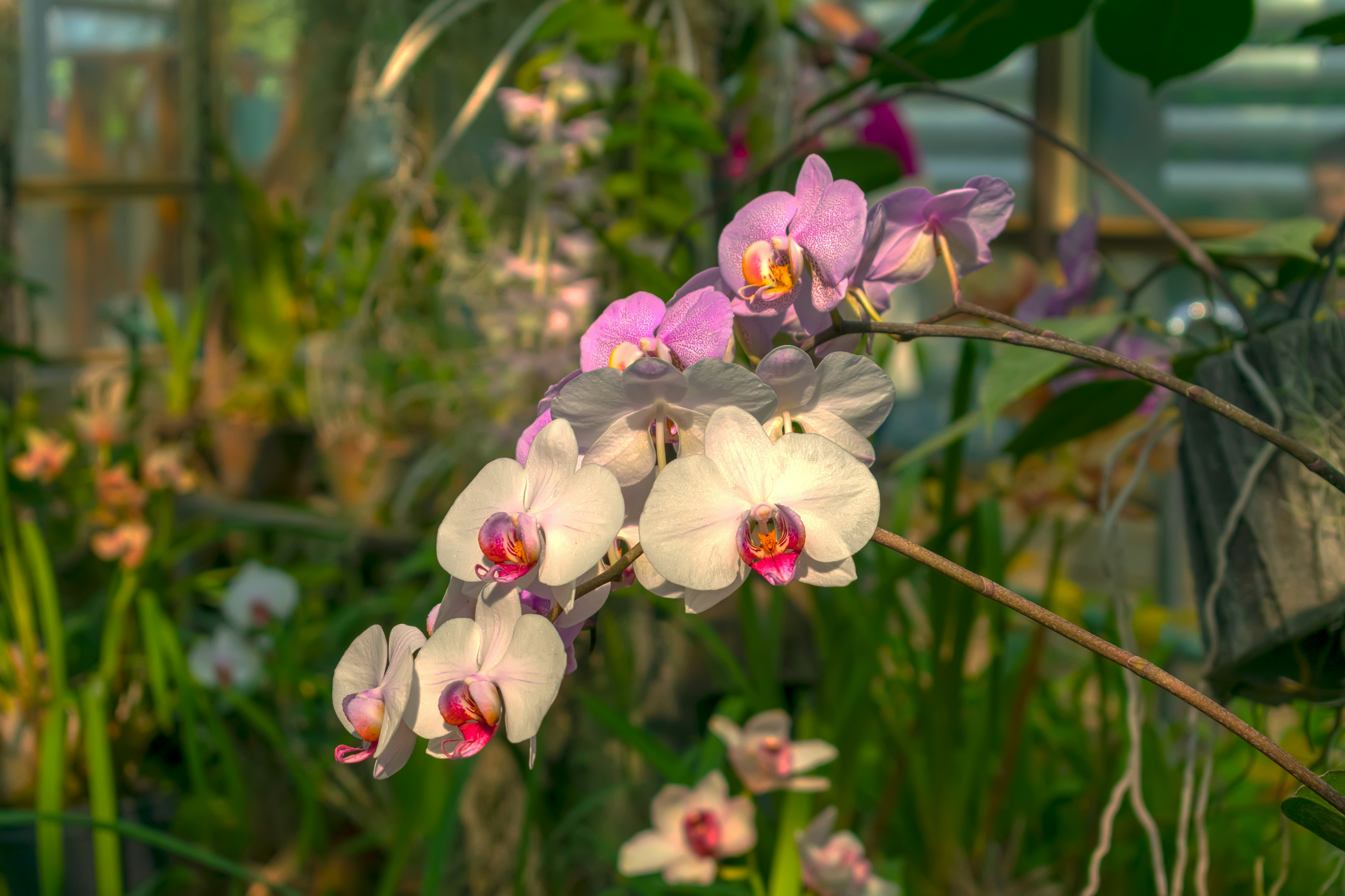 Pastel Phalaenopsis in a Calm Greenhouse Glow