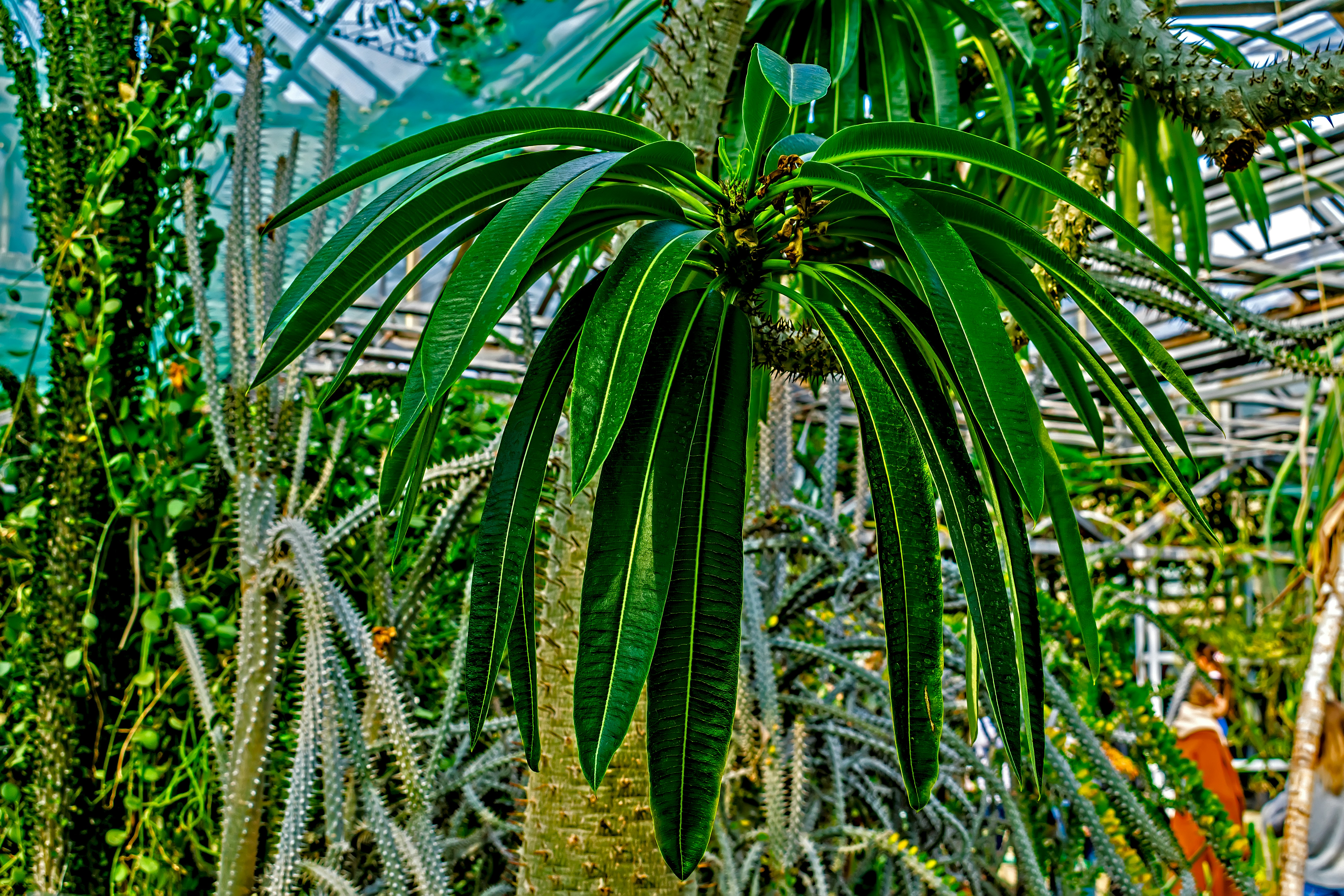 Centurion of Foliage: A Cluster of Strappy Palms in a Glasshouse