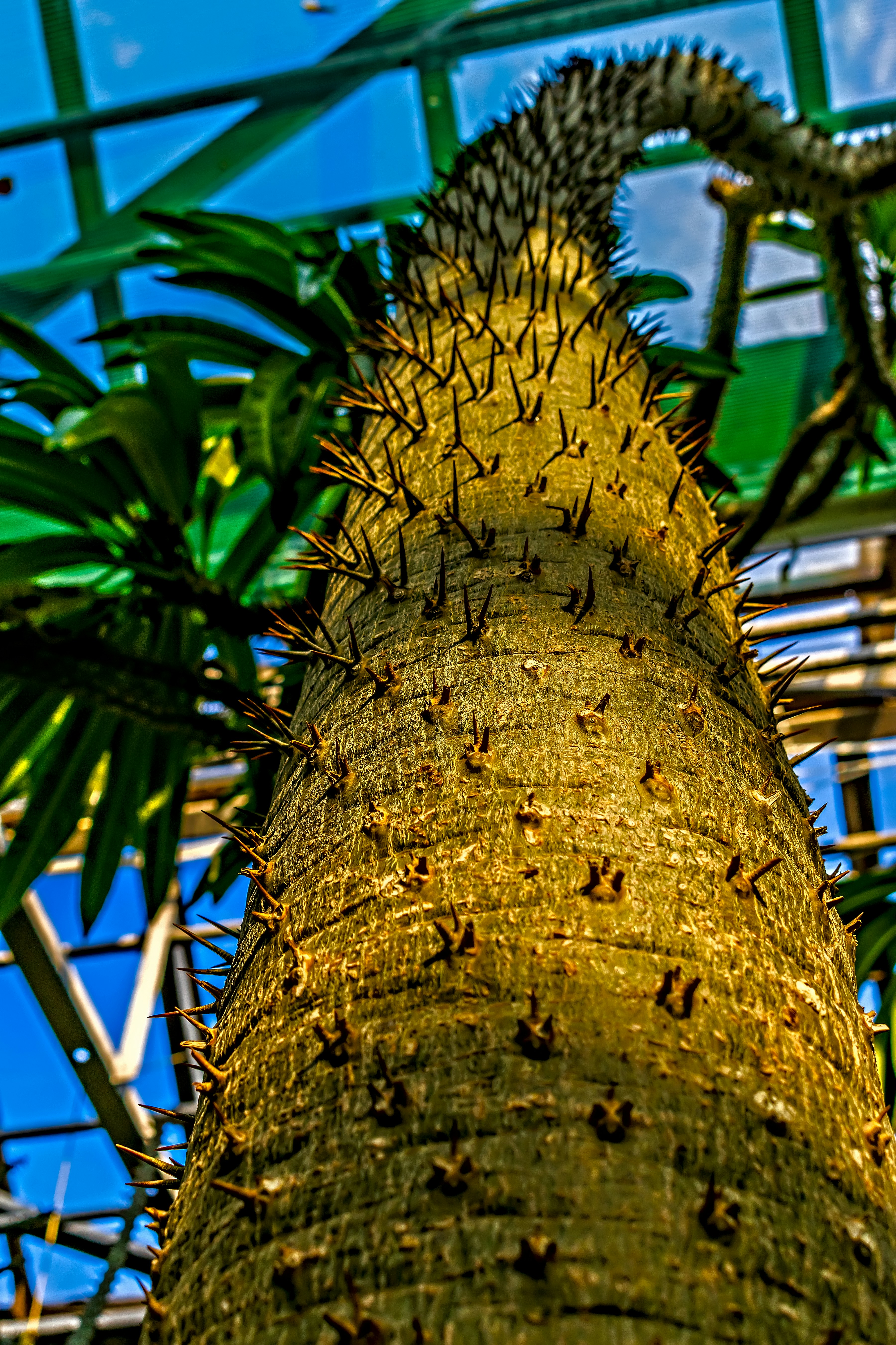 Spiny Column Under Glass: Close-Up Portrait of a Cactus in a Conservatory