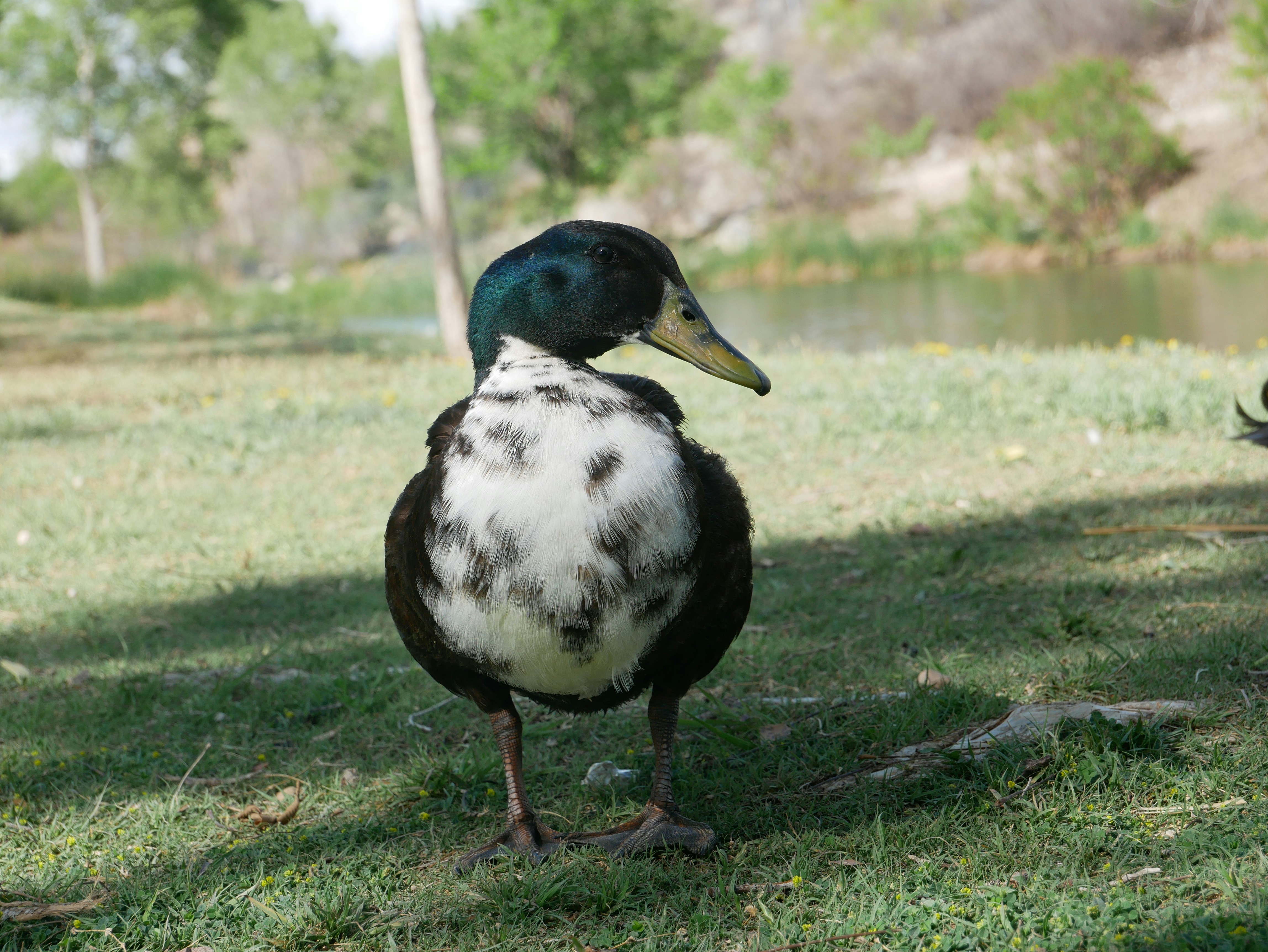 Duck giving a smirk