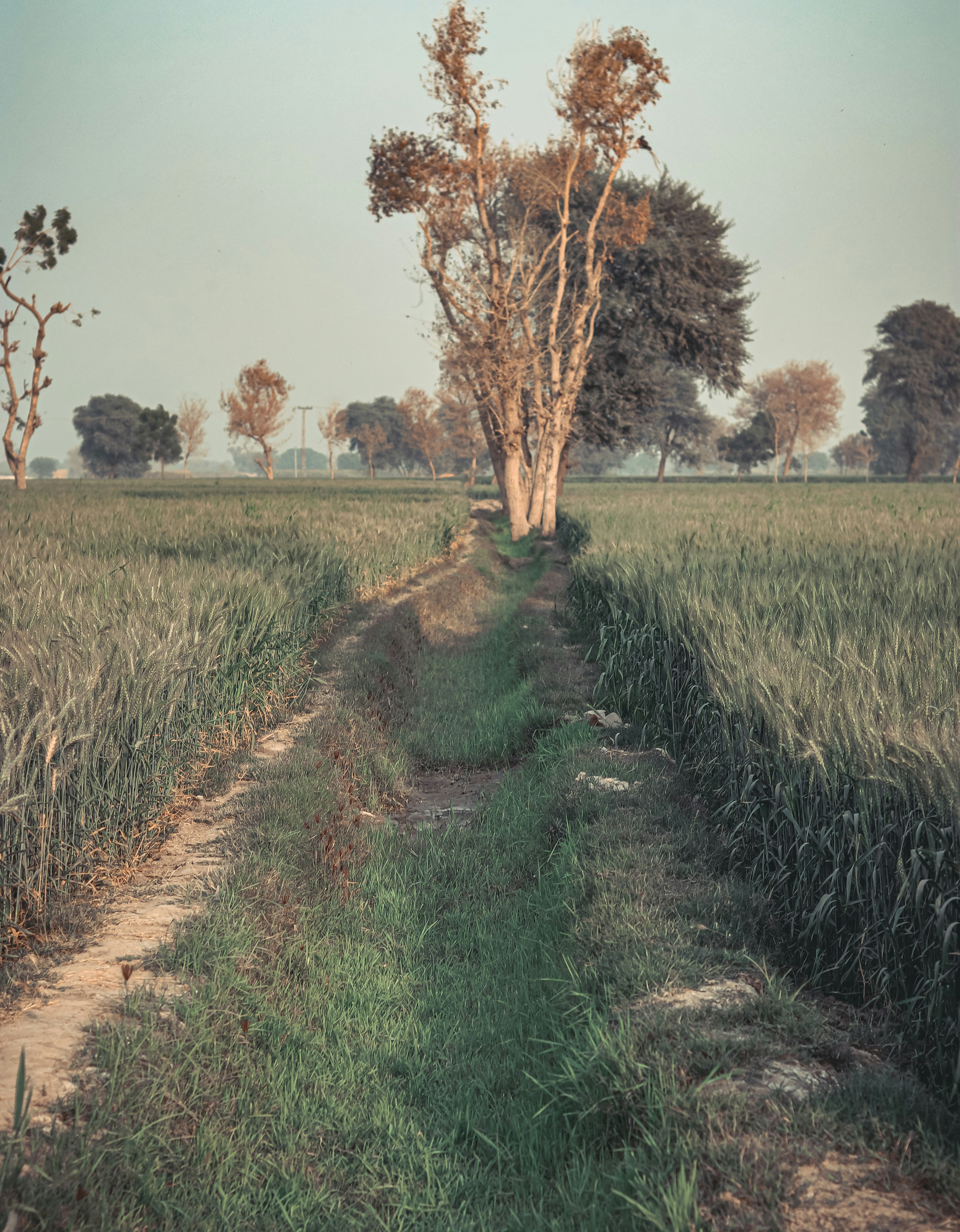 A serene path flanked by lush green grass and trees, leading through expansive fields under a soft light. The scene captures the essence of rural tranquility.