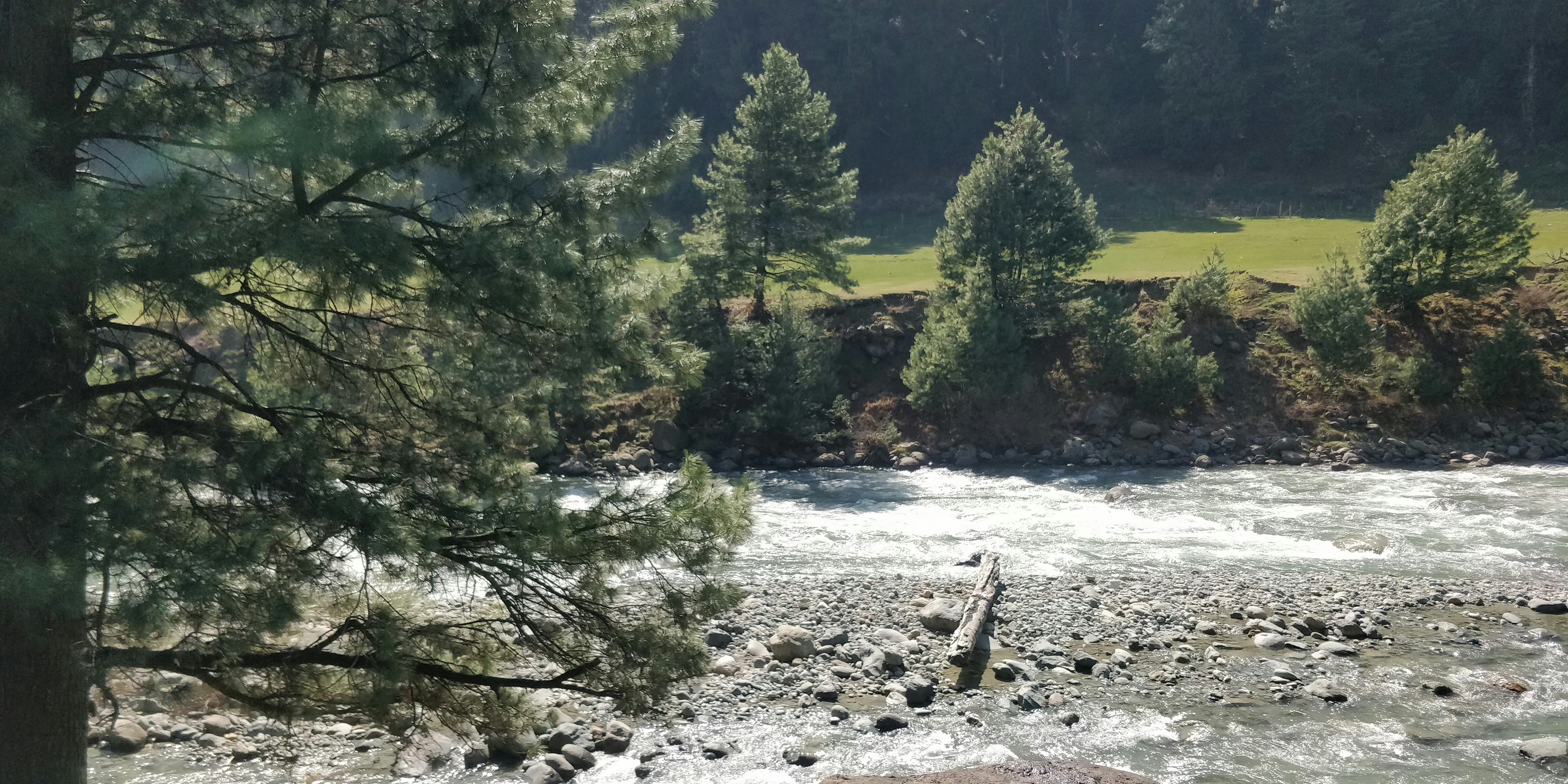 Driftwood Across a Sunlit Mountain River
