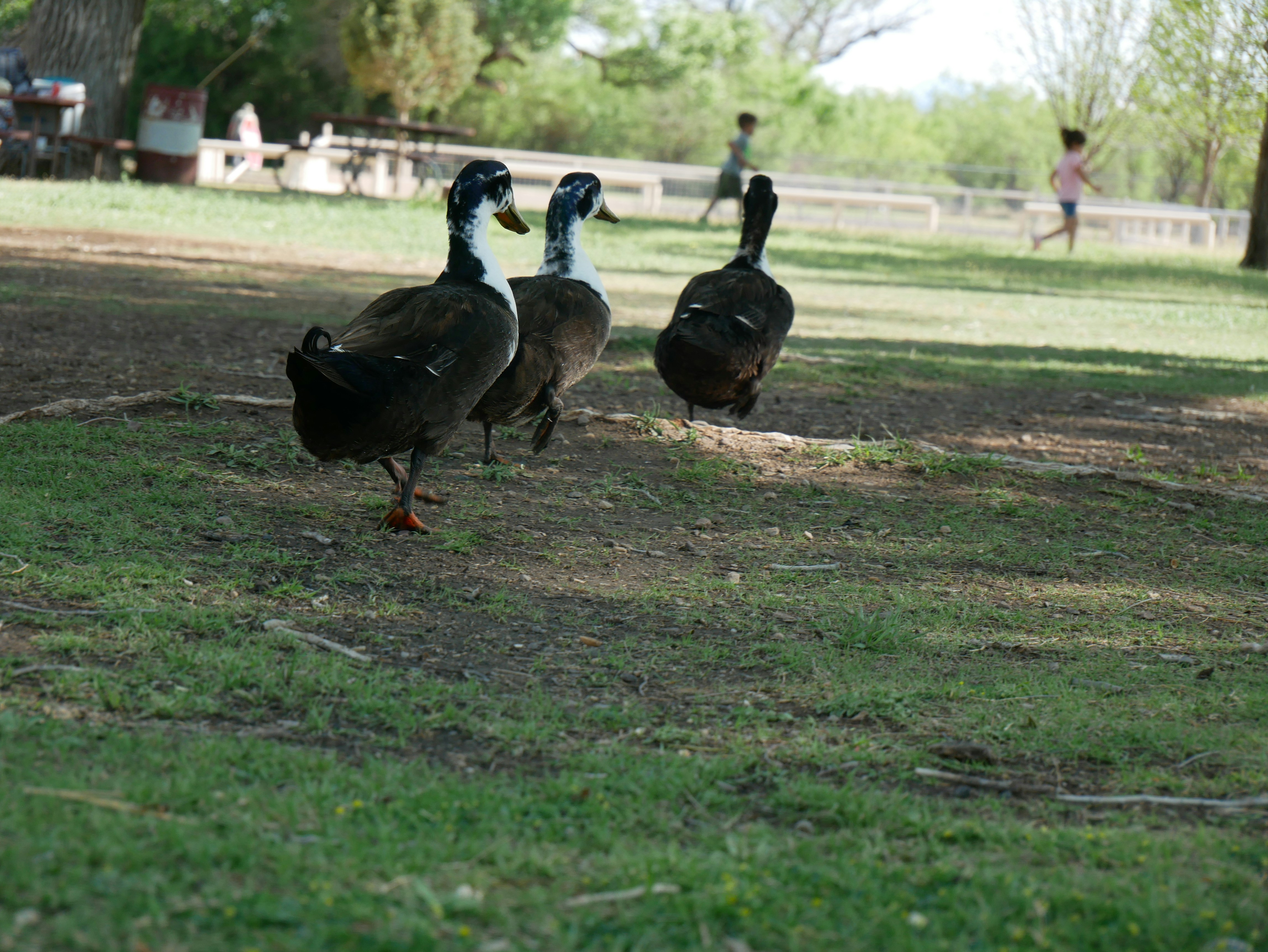 Three ducks wandering across a grassy park area, with children playing in the background. The scene captures a lively moment in nature.