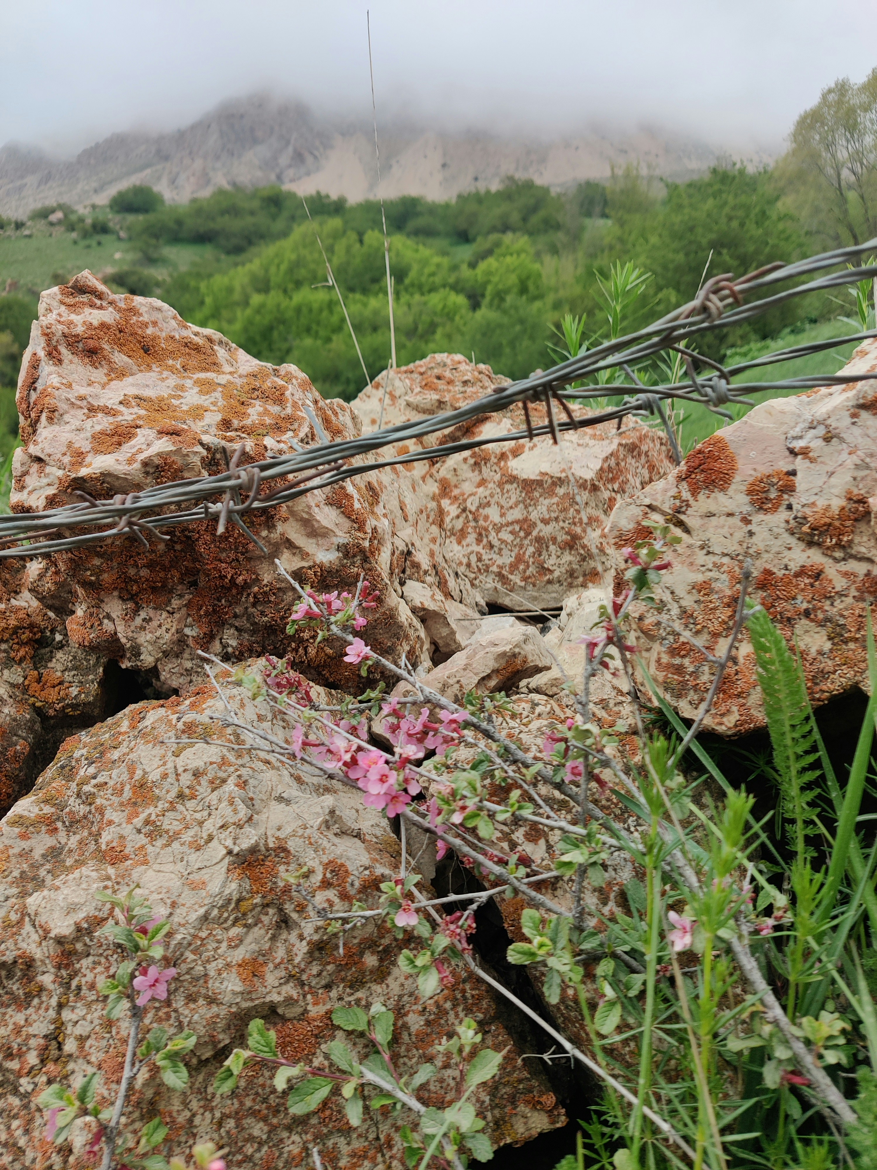Colorful wildflowers bloom among rugged rocks, intertwined with barbed wire, set against a backdrop of lush greenery and misty mountains.