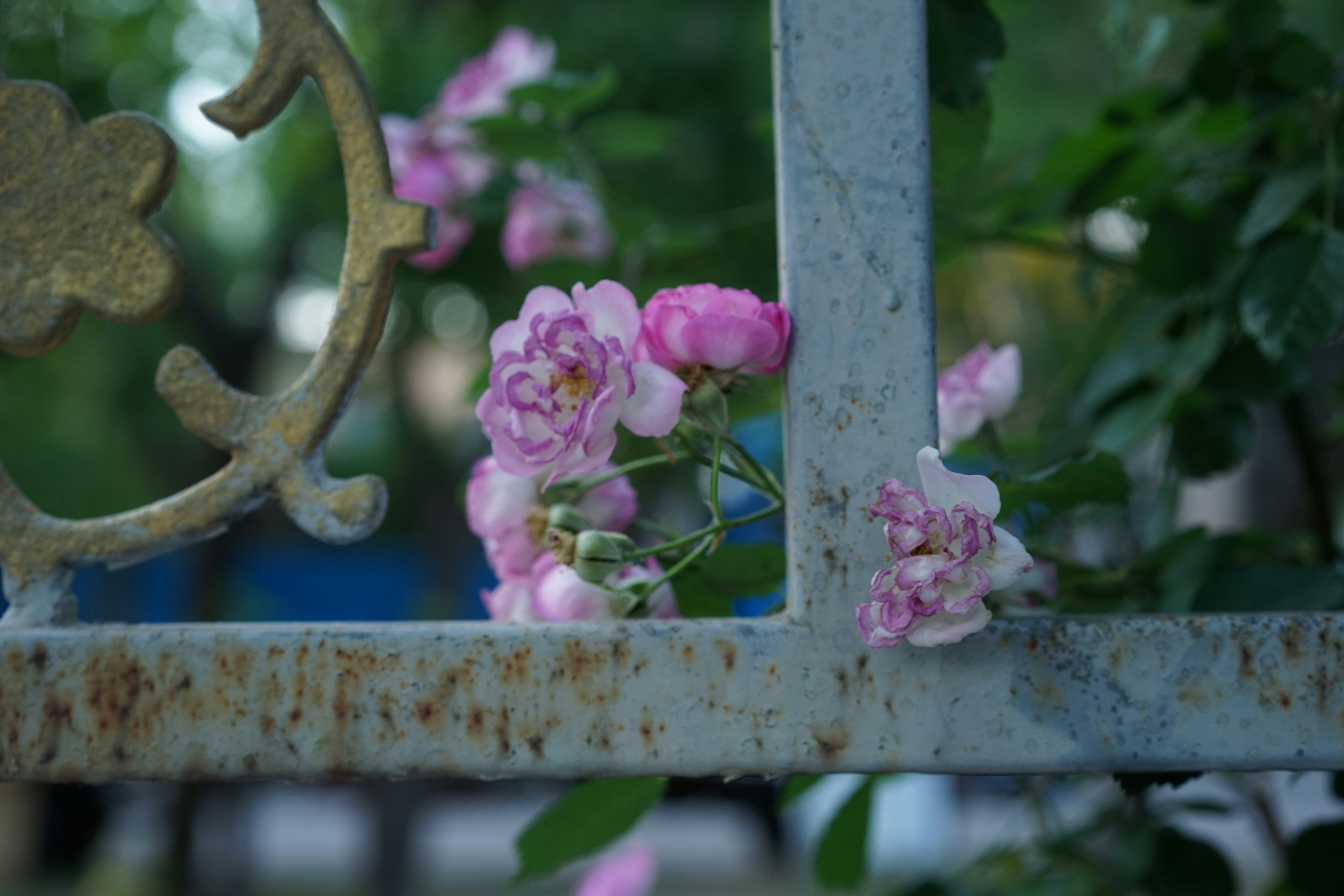 Pastel Roses Framed by Rust and Iron