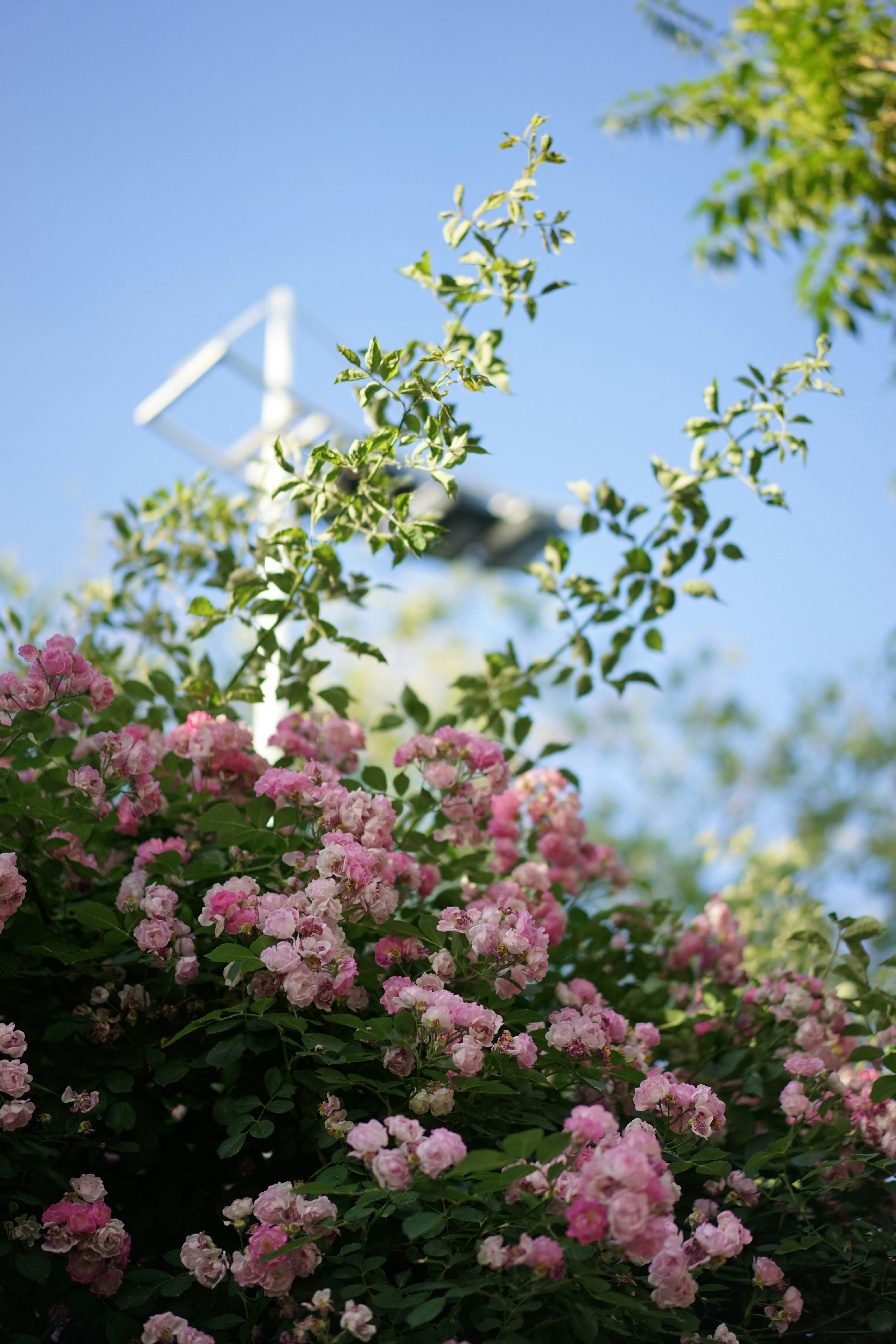 Pink Rose Cascade Under a Clear Summer Sky