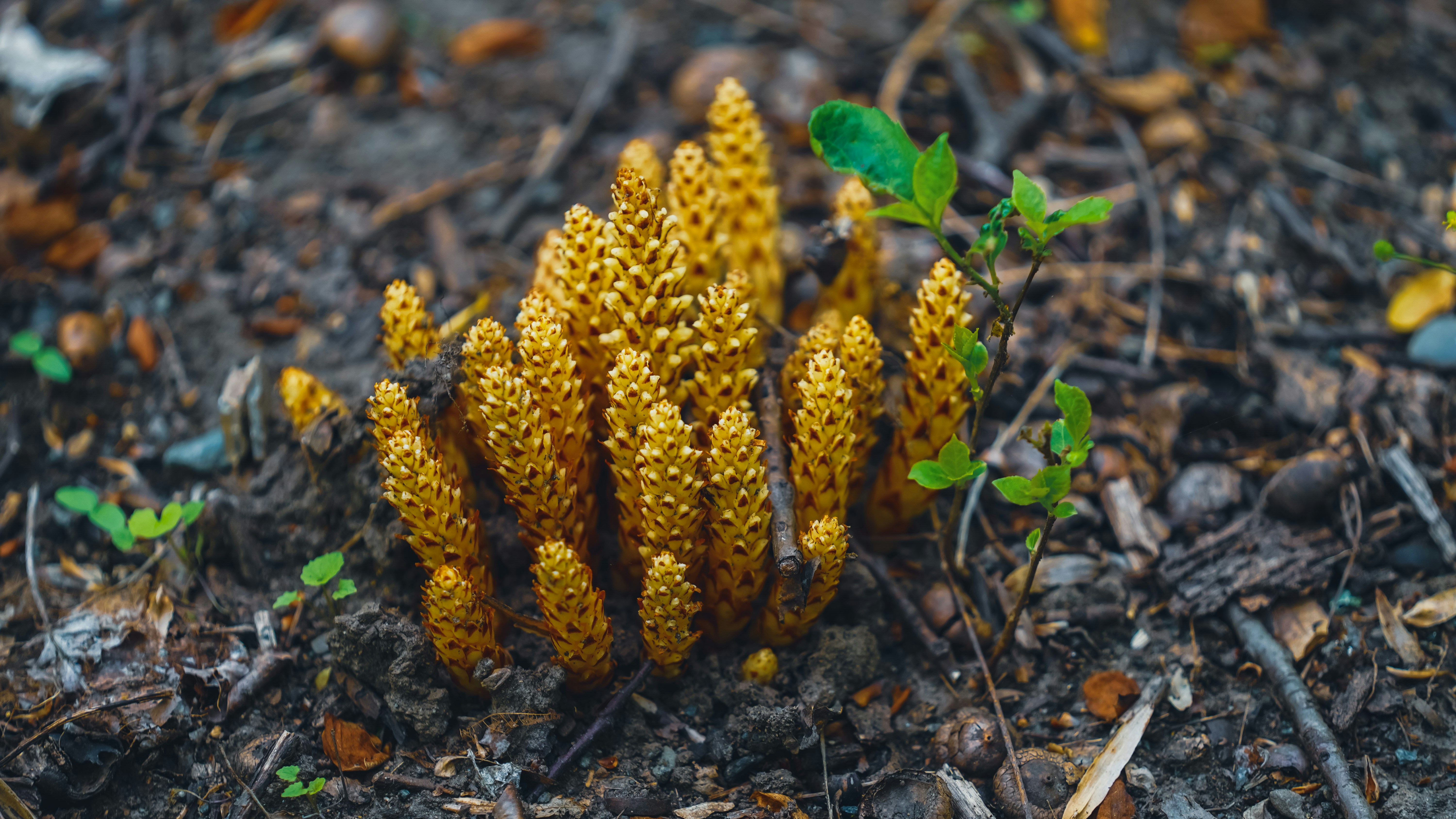 Amber Coral Fungi Erupt from Damp Leaf Litter in a Quiet Forest Floor