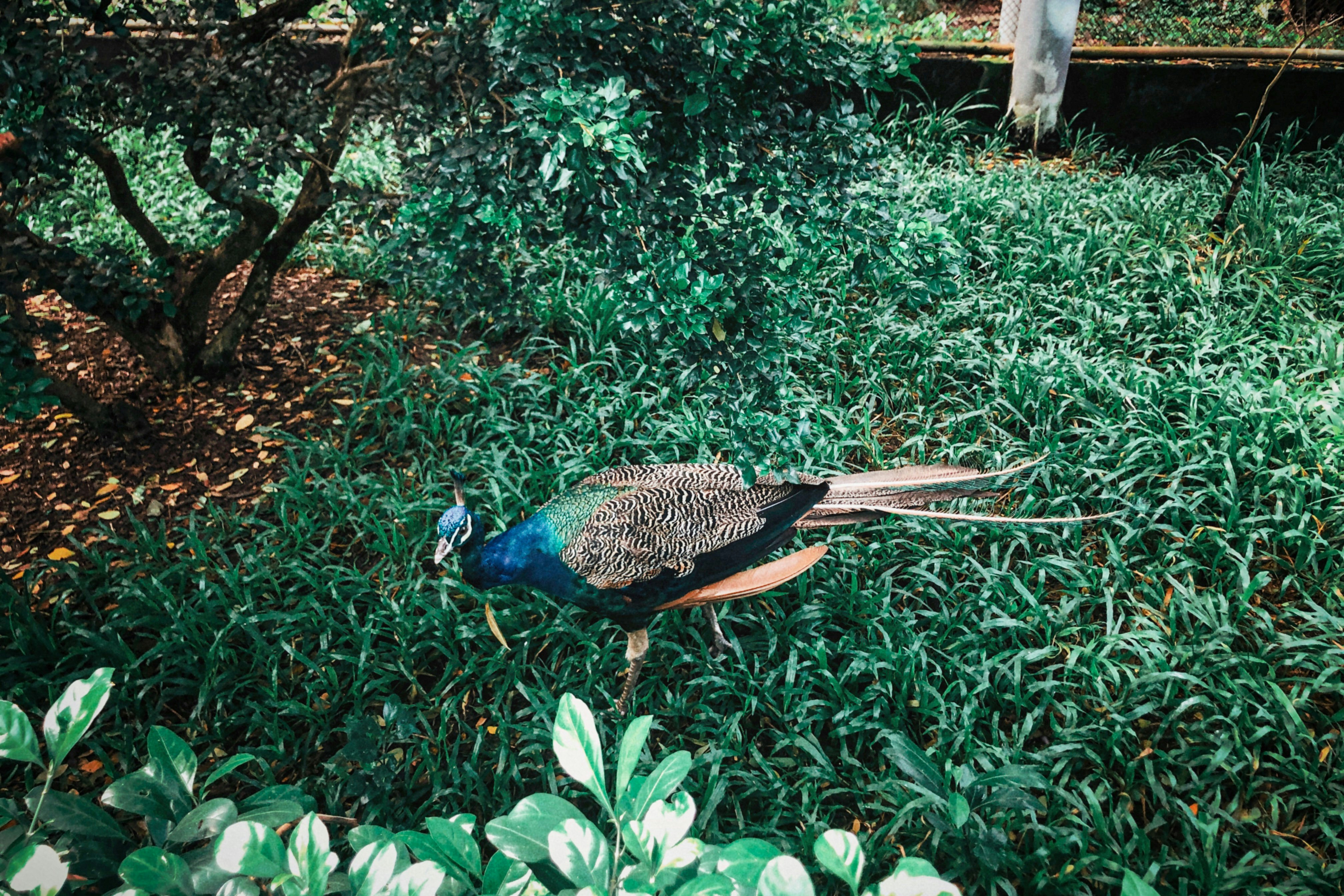 Peacock in the Green Corridor: Poise Amid Dense Garden Foliage