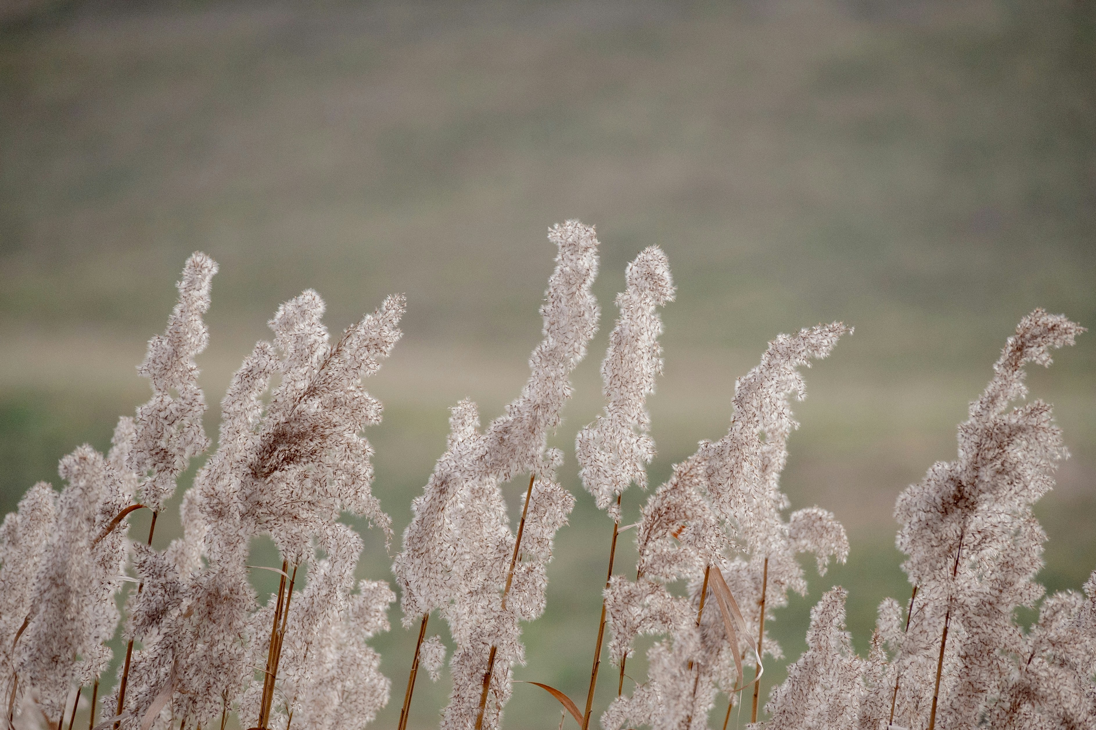 Amber Reeds: Velvet Plumes in a Sunlit Meadow