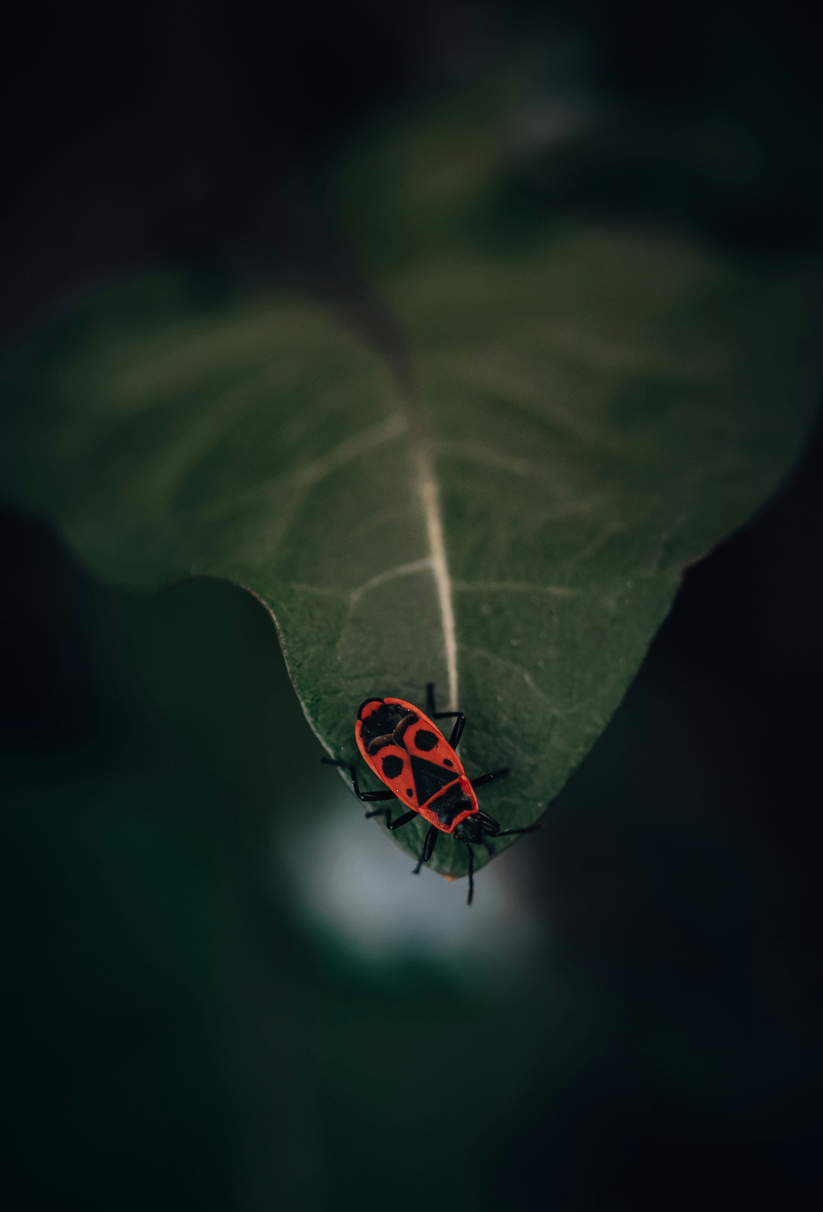 A vibrant red and black insect rests on a green leaf, showcasing intricate details against a blurred dark background.