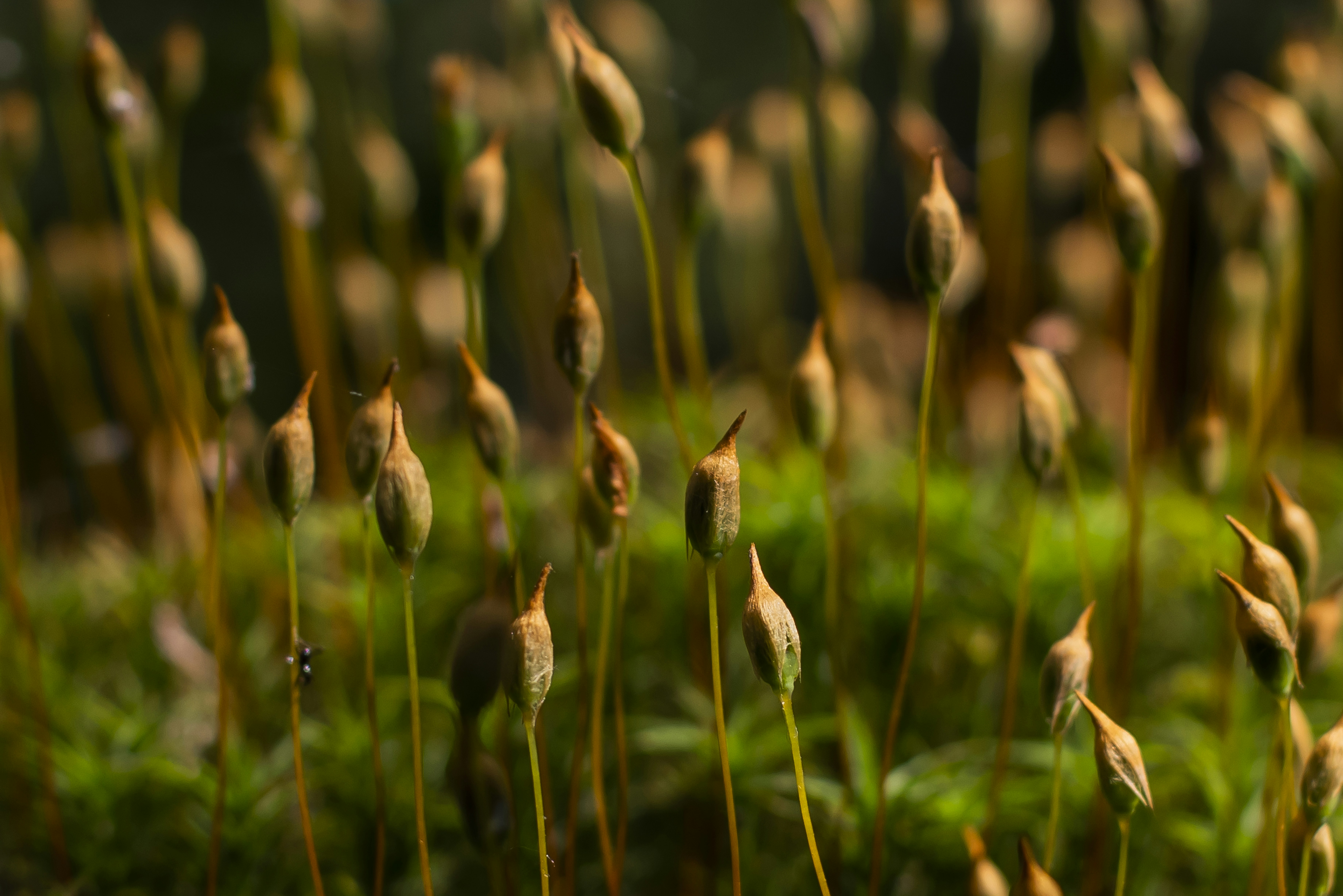 Amber Spires Above a Mossy Quiet
