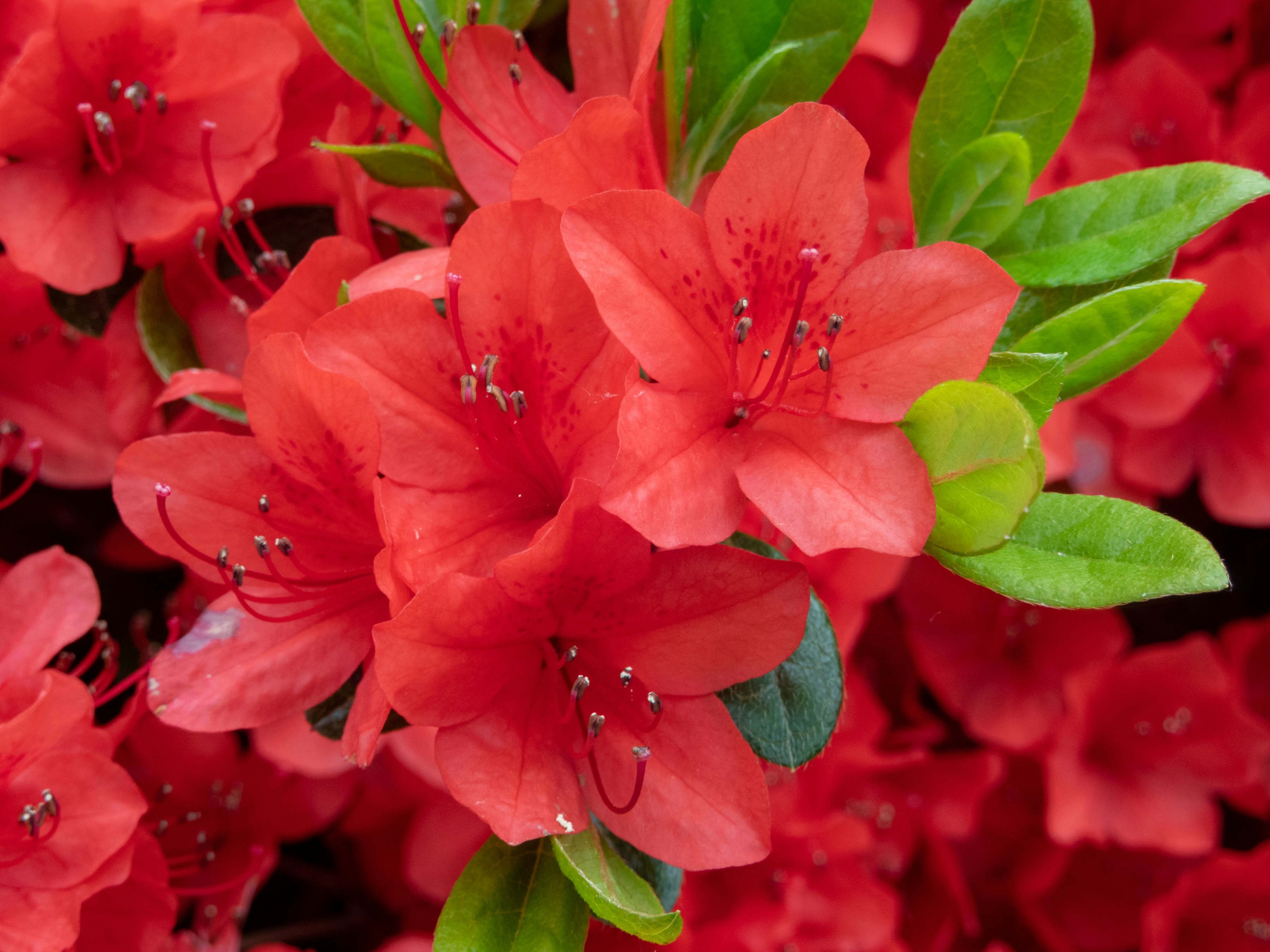 A bunch of red flowers with green leaves photo – Free Japan Image on ...