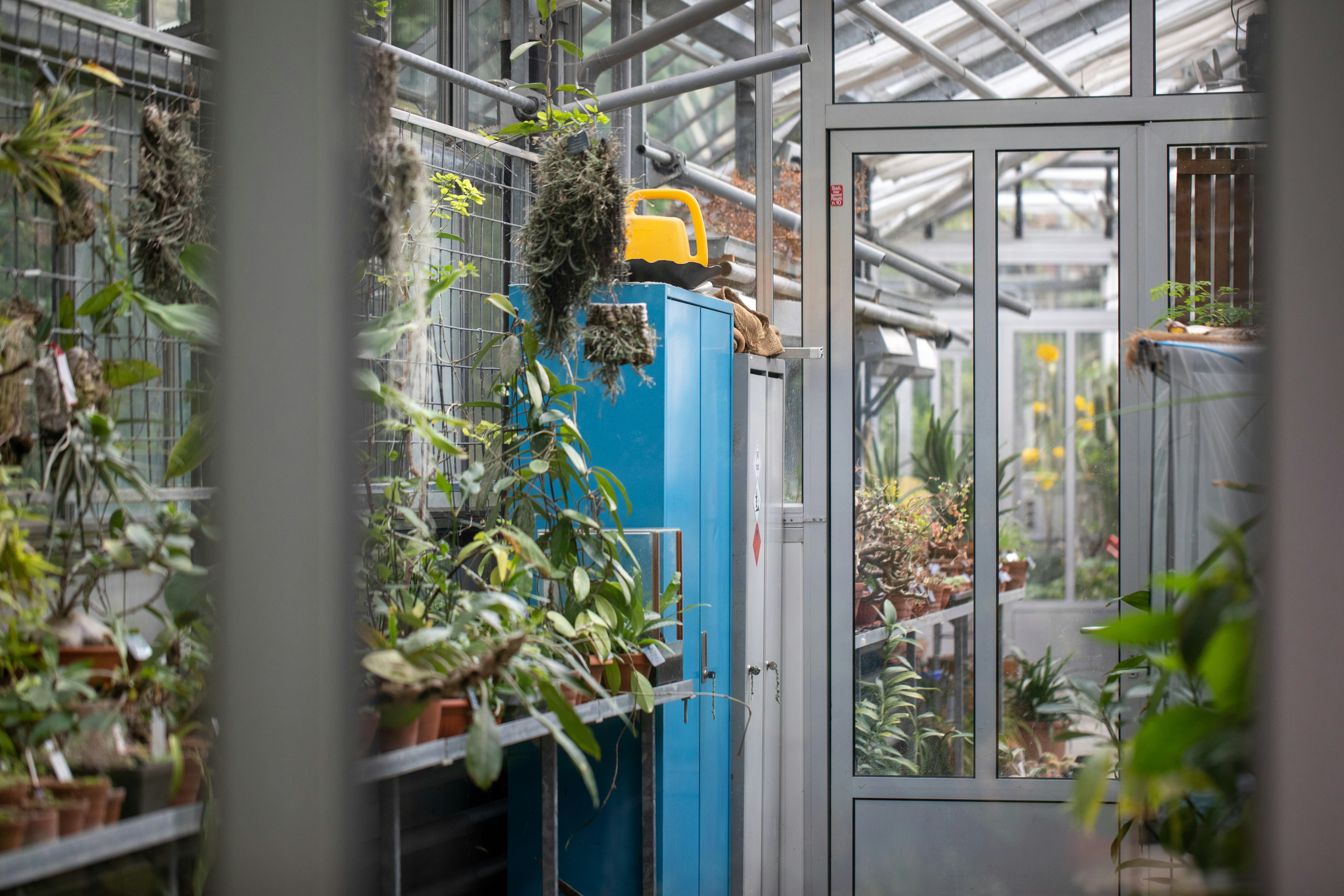 A tranquil greenhouse corridor lined with vibrant plants and a blue storage unit, inviting exploration. Sunlight filters through the glass roof, enhancing the greenery.