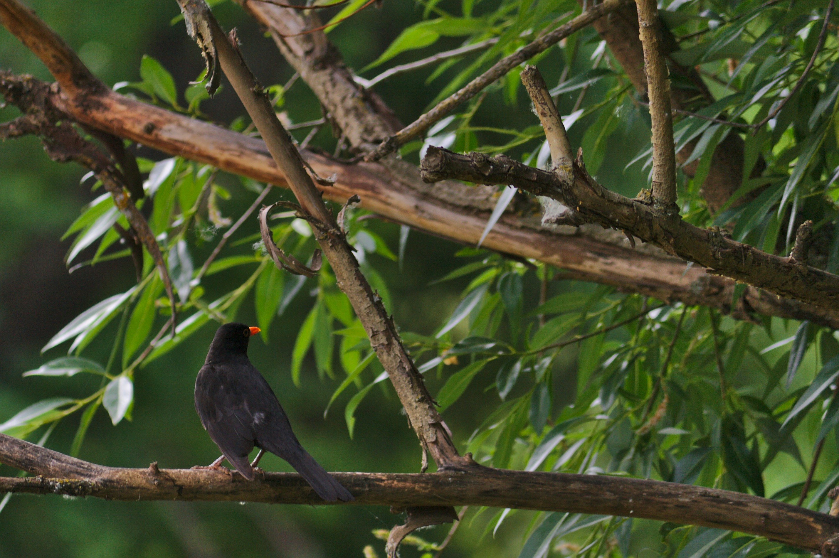 Black bird perched on a branch surrounded by lush green foliage.