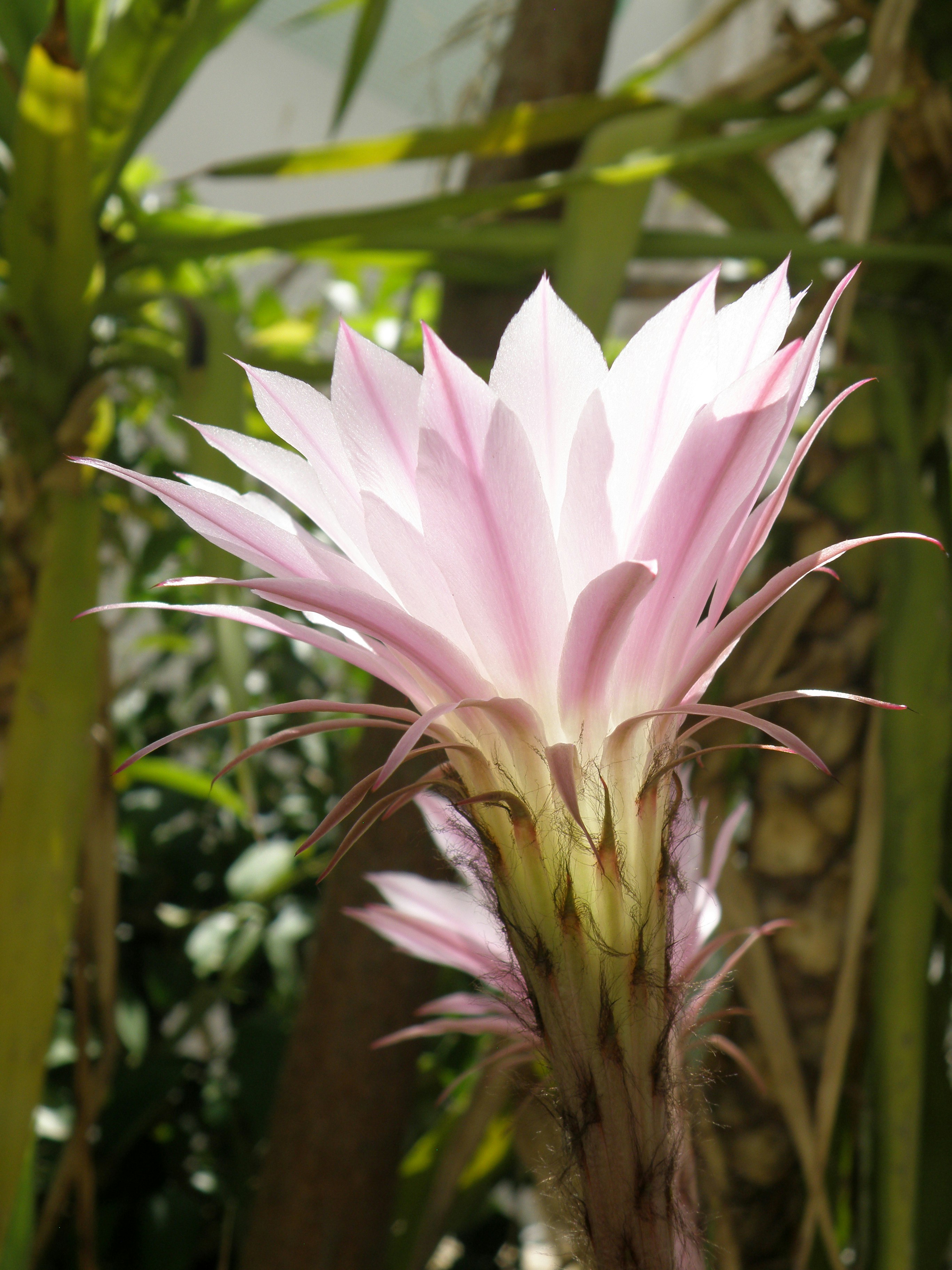 Close-up photograph of a pale pink bromeliad flower with pointed petals against a sunlit tropical garden background.