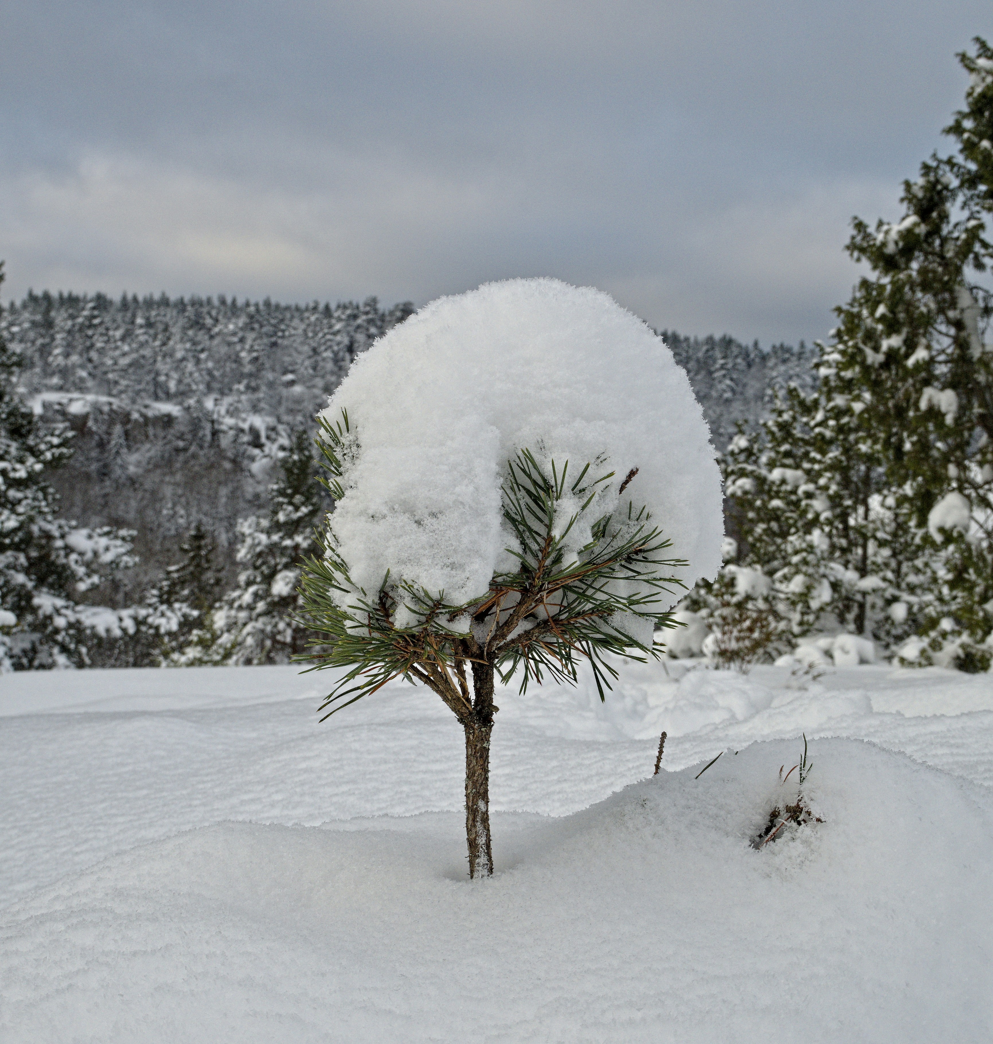 Snowcap Crowned Pine: A Quiet Sentinel in Winter Light
