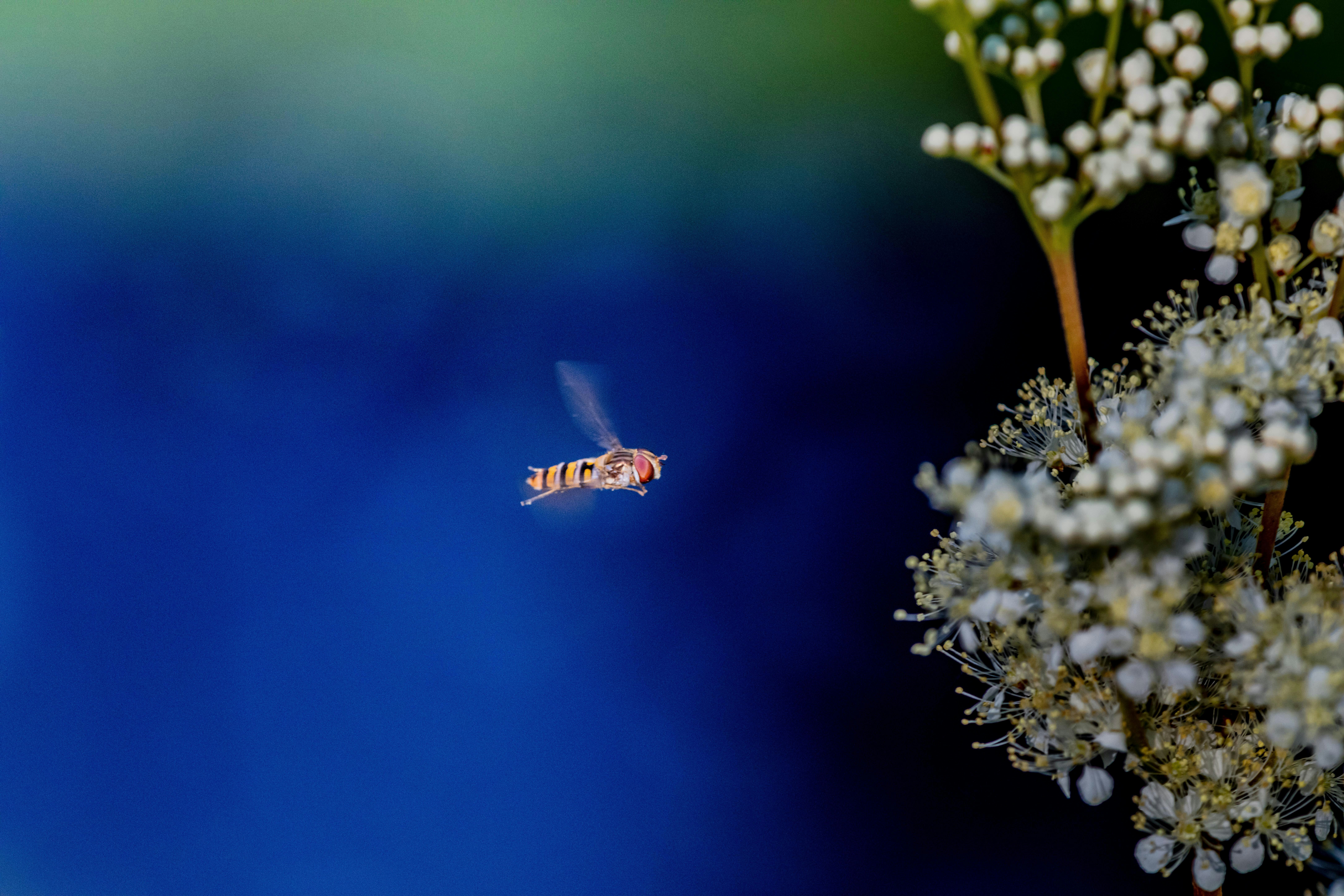 A bug flying over a plant with white flowers photo – Free Uk Image on ...