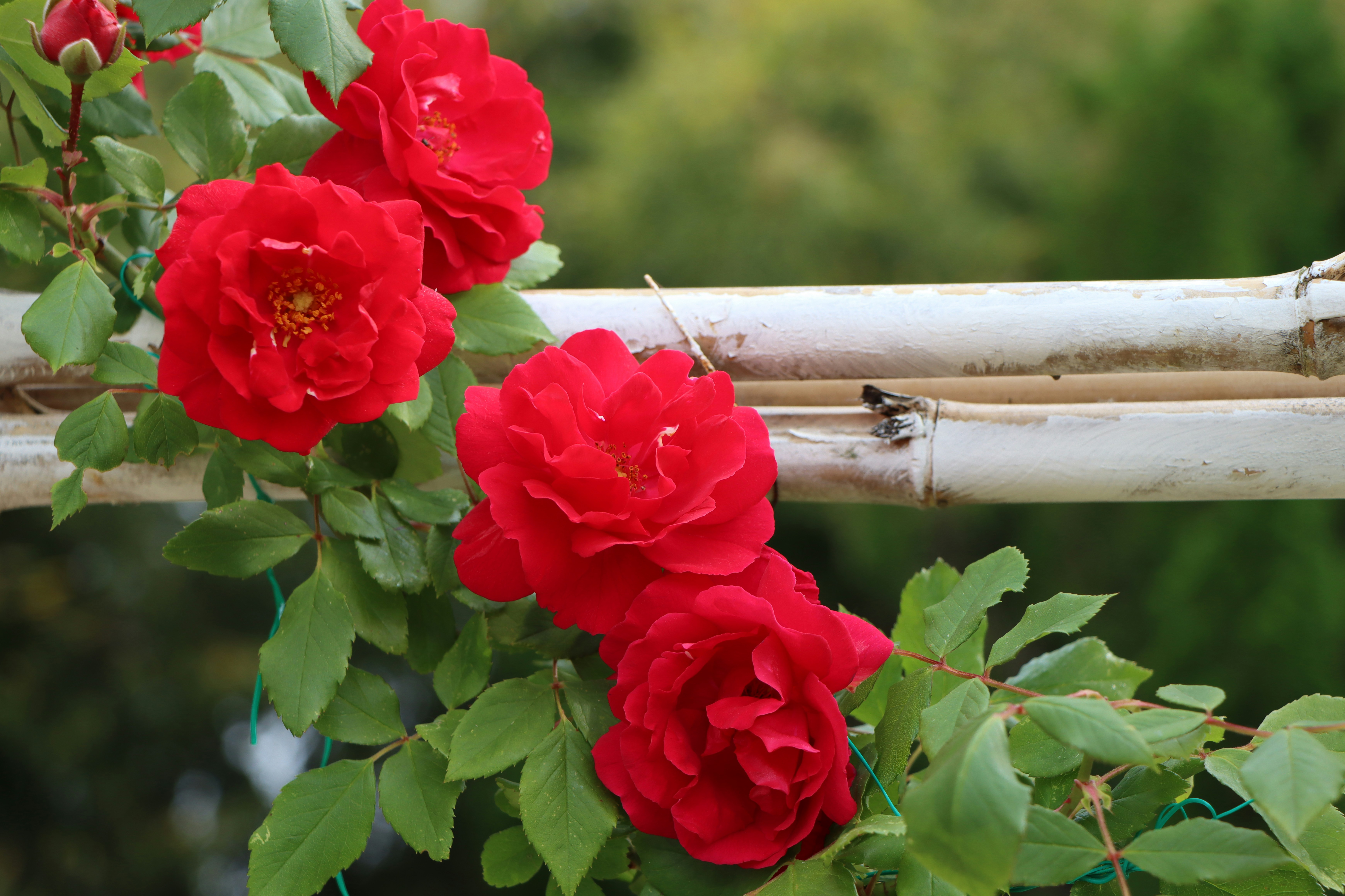 Scarlet Roses Clinging to a Bamboo Rail