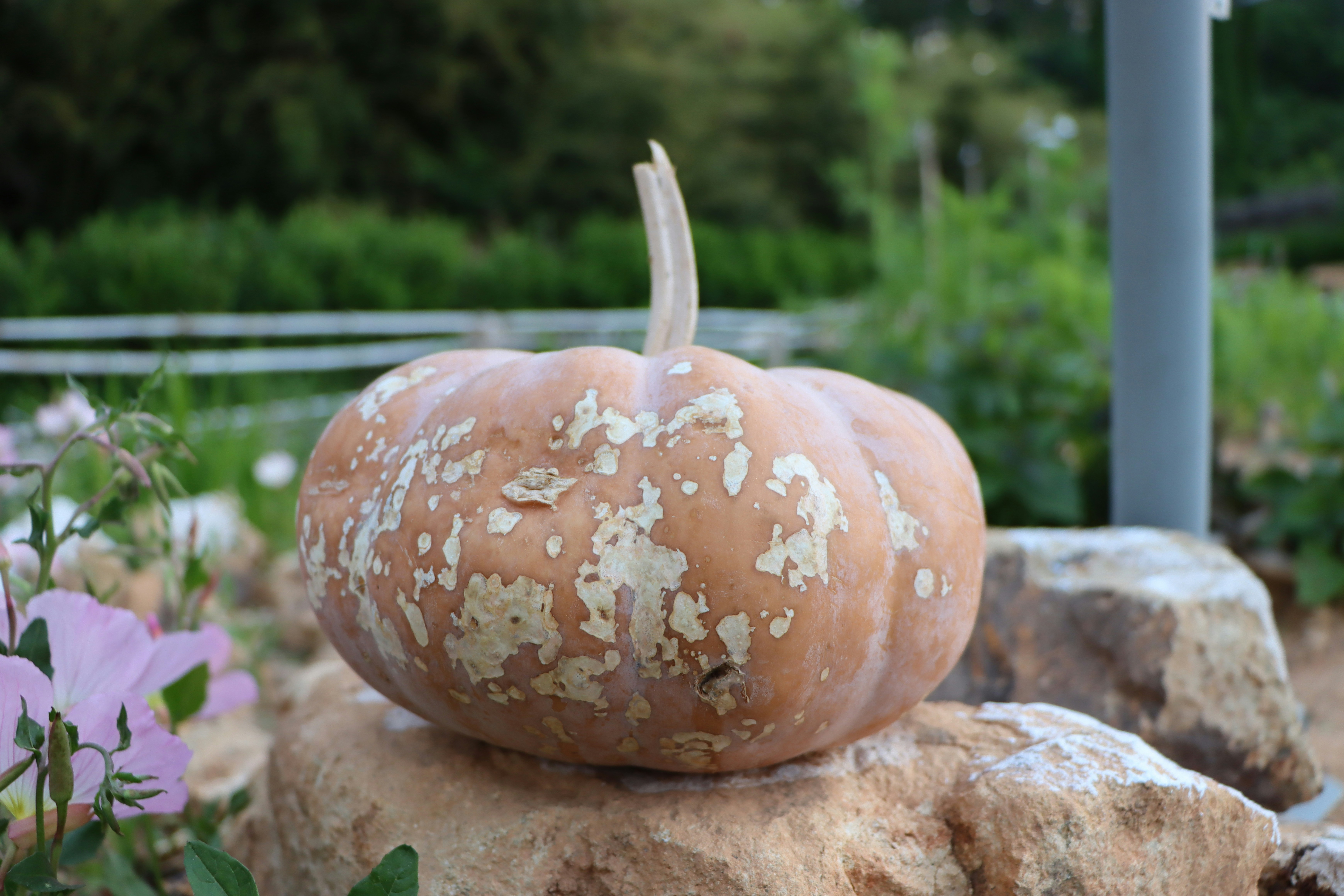 Weathered Pumpkin on Sunlit Garden Stones