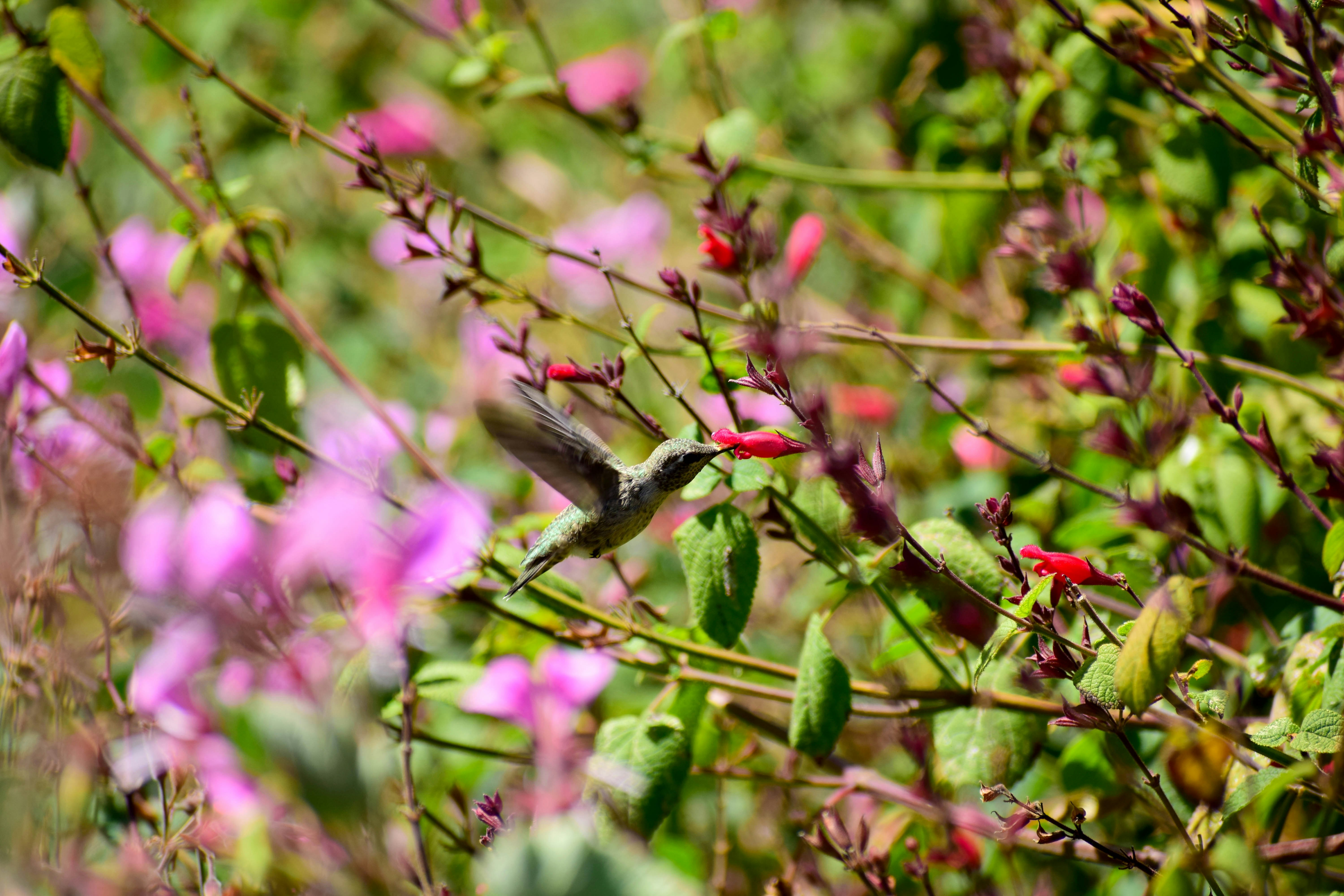 A hummingbird hovers delicately among colorful flowers, showcasing the beauty of nature's interactions. The scene captures the essence of a lively garden in full bloom.