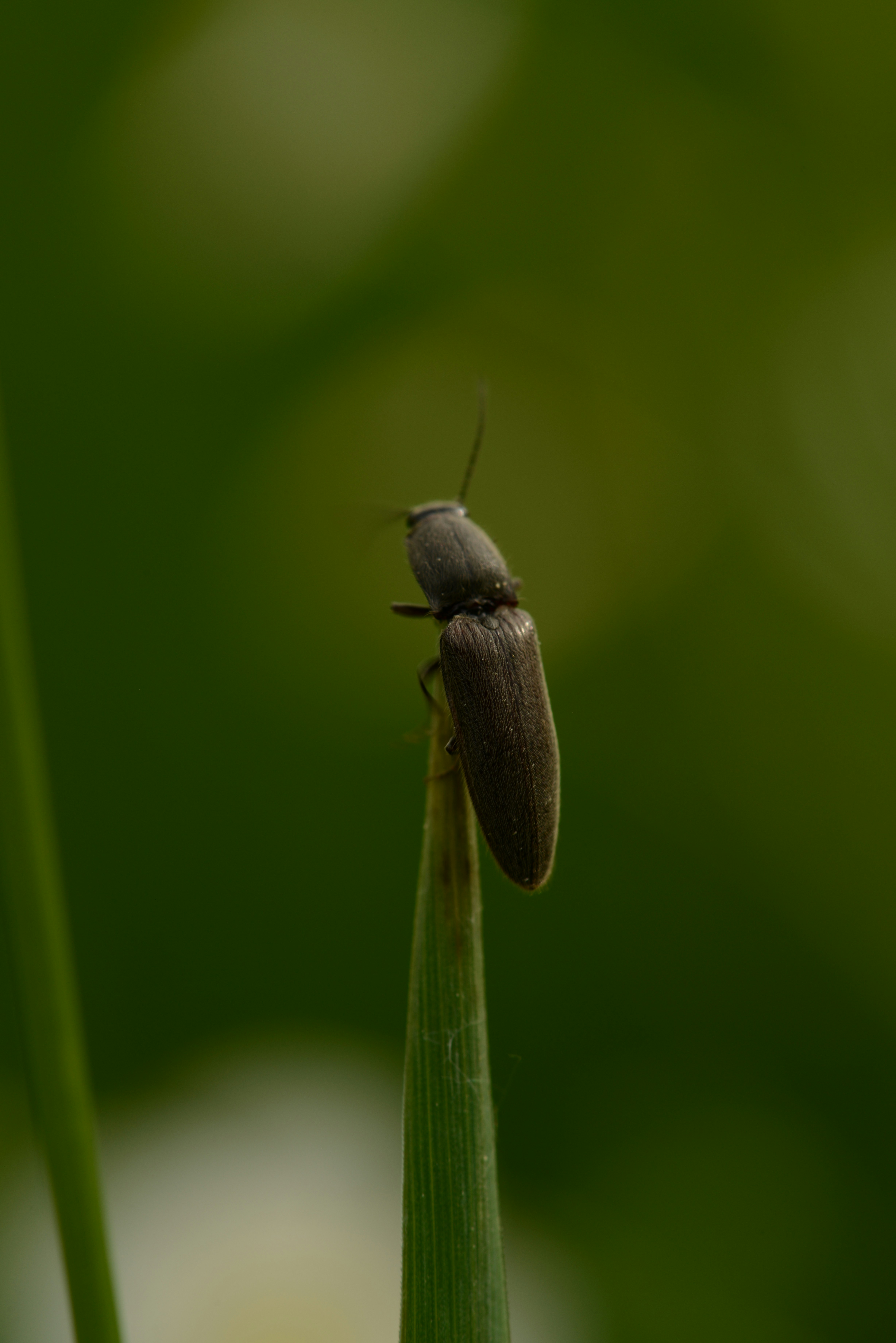 a bug sitting on top of a green leaf
