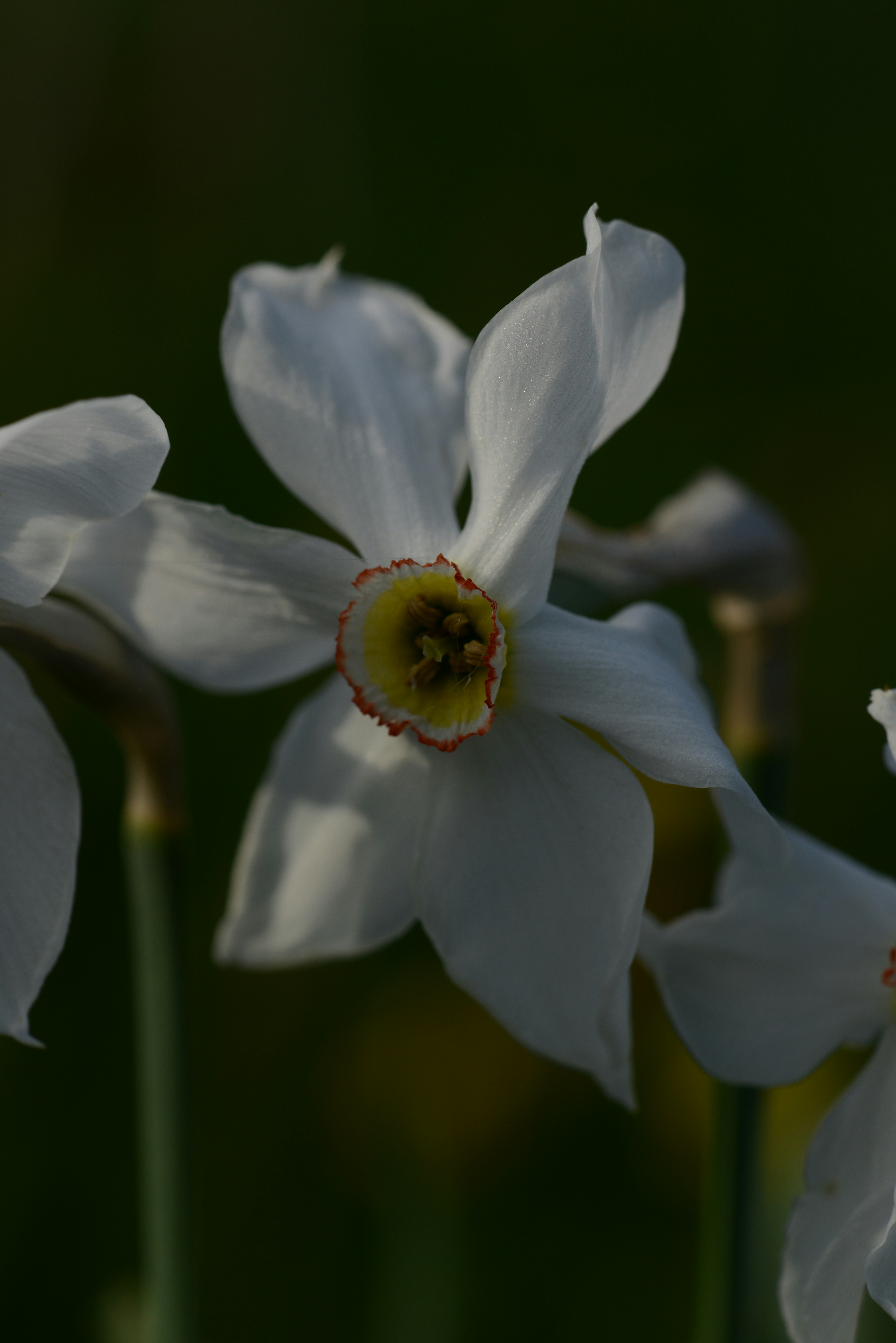 Crimson-edged Narcissus Corona in Quiet Dusk Light