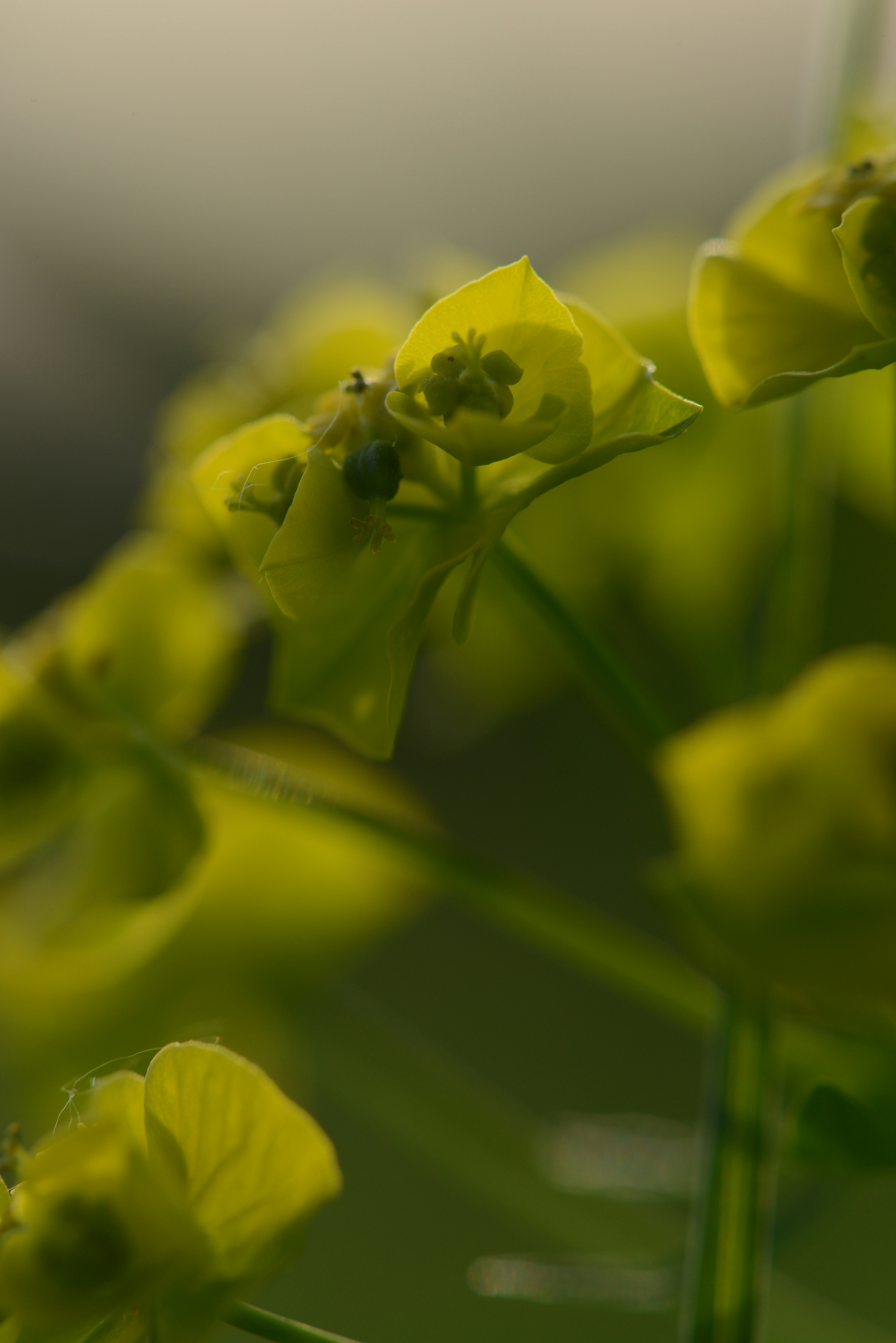 Close-up of vibrant yellow flowers with intricate details, showcasing the delicate beauty of nature's design.