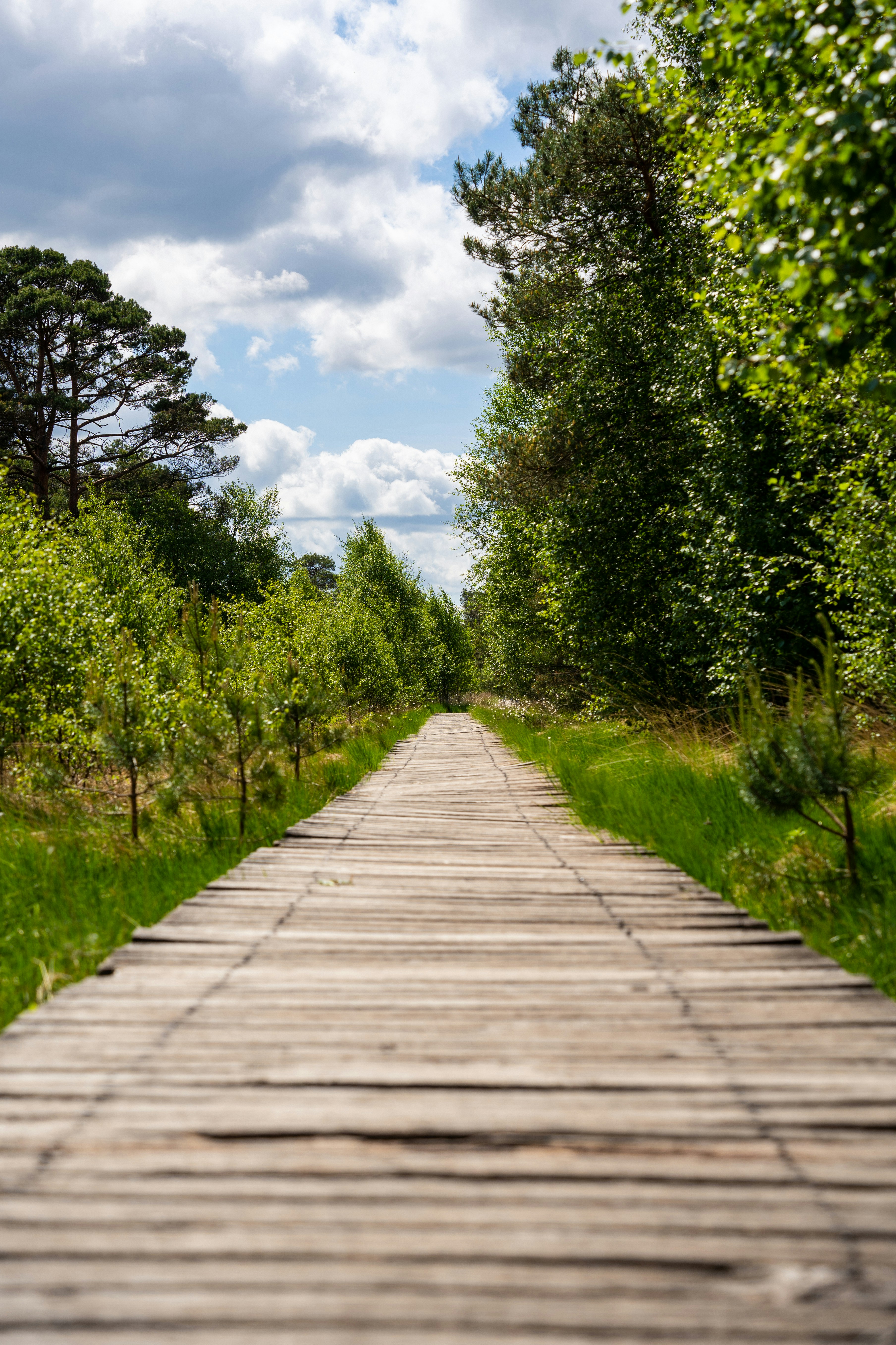 Wooden boardwalk meandering through lush greenery under a partly cloudy sky.
